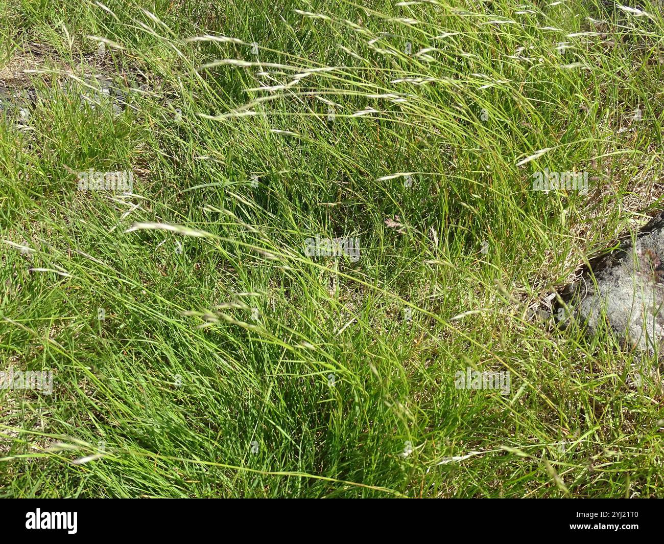 Poverty oatgrass (Danthonia spicata Stock Photo - Alamy