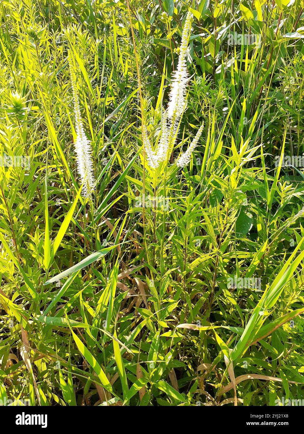 Culver's root (Veronicastrum virginicum Stock Photo - Alamy