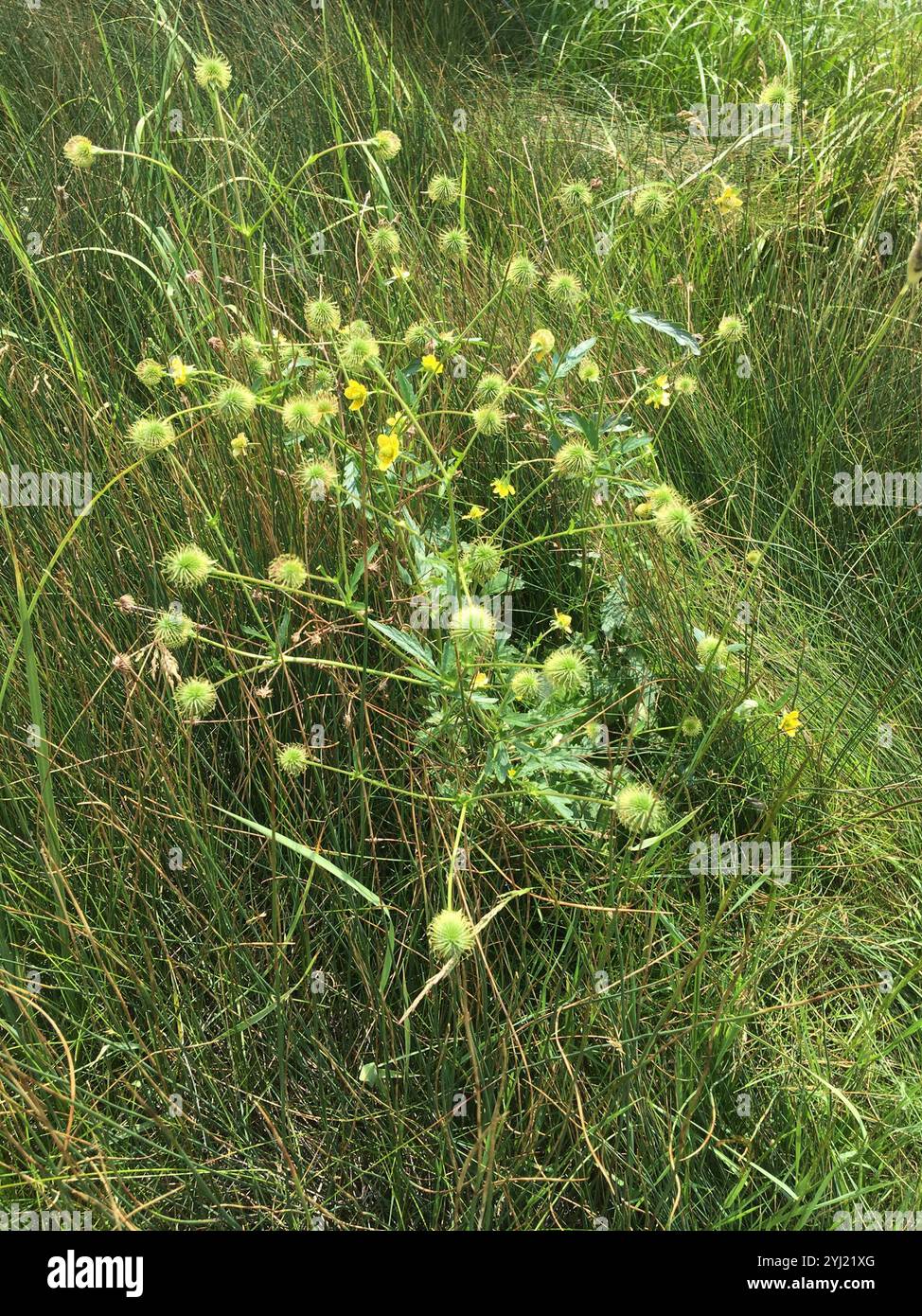 Yellow Avens (Geum aleppicum Stock Photo - Alamy