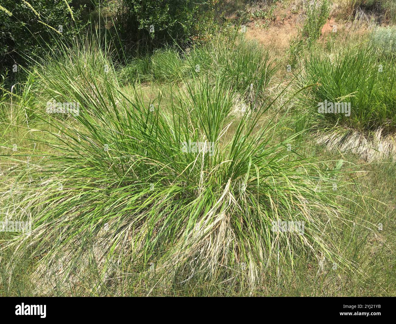 Great Basin Wildrye (Leymus cinereus Stock Photo - Alamy