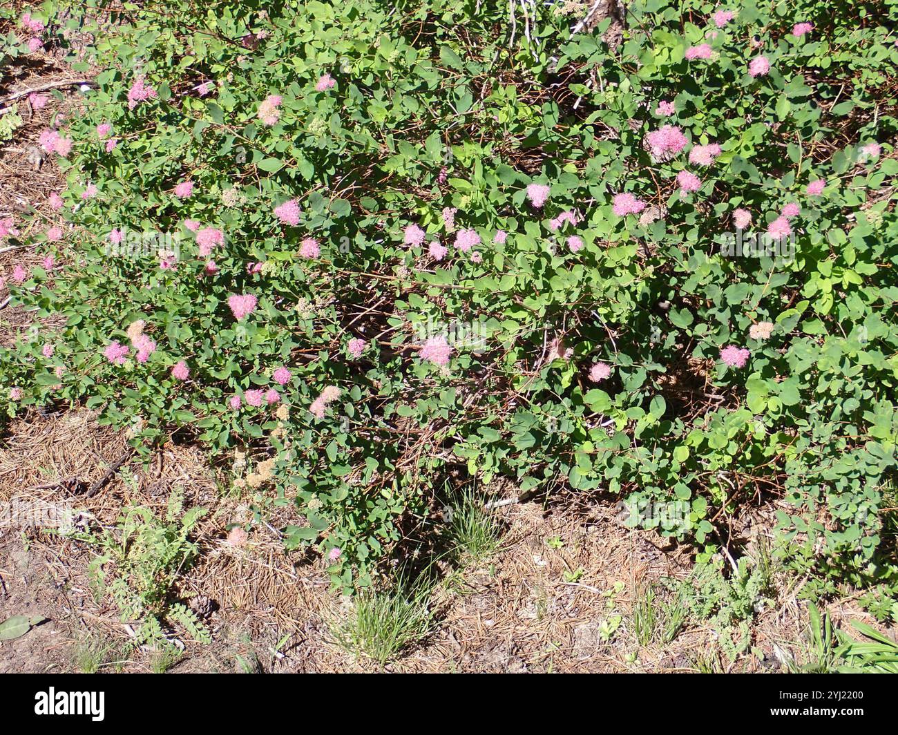 Mountain Spirea (Spiraea splendens Stock Photo - Alamy