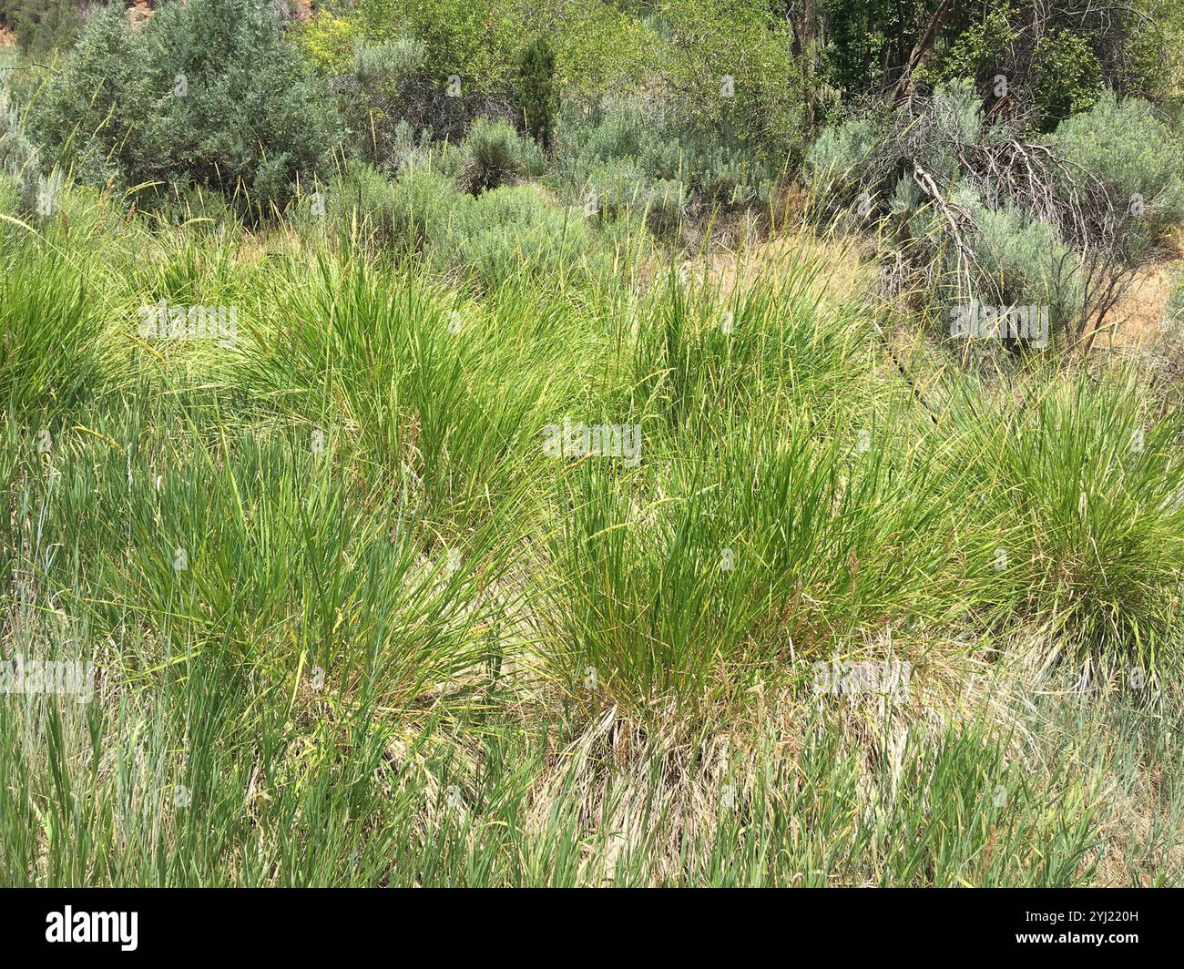 Leymus cinereus hi-res stock photography and images - Alamy