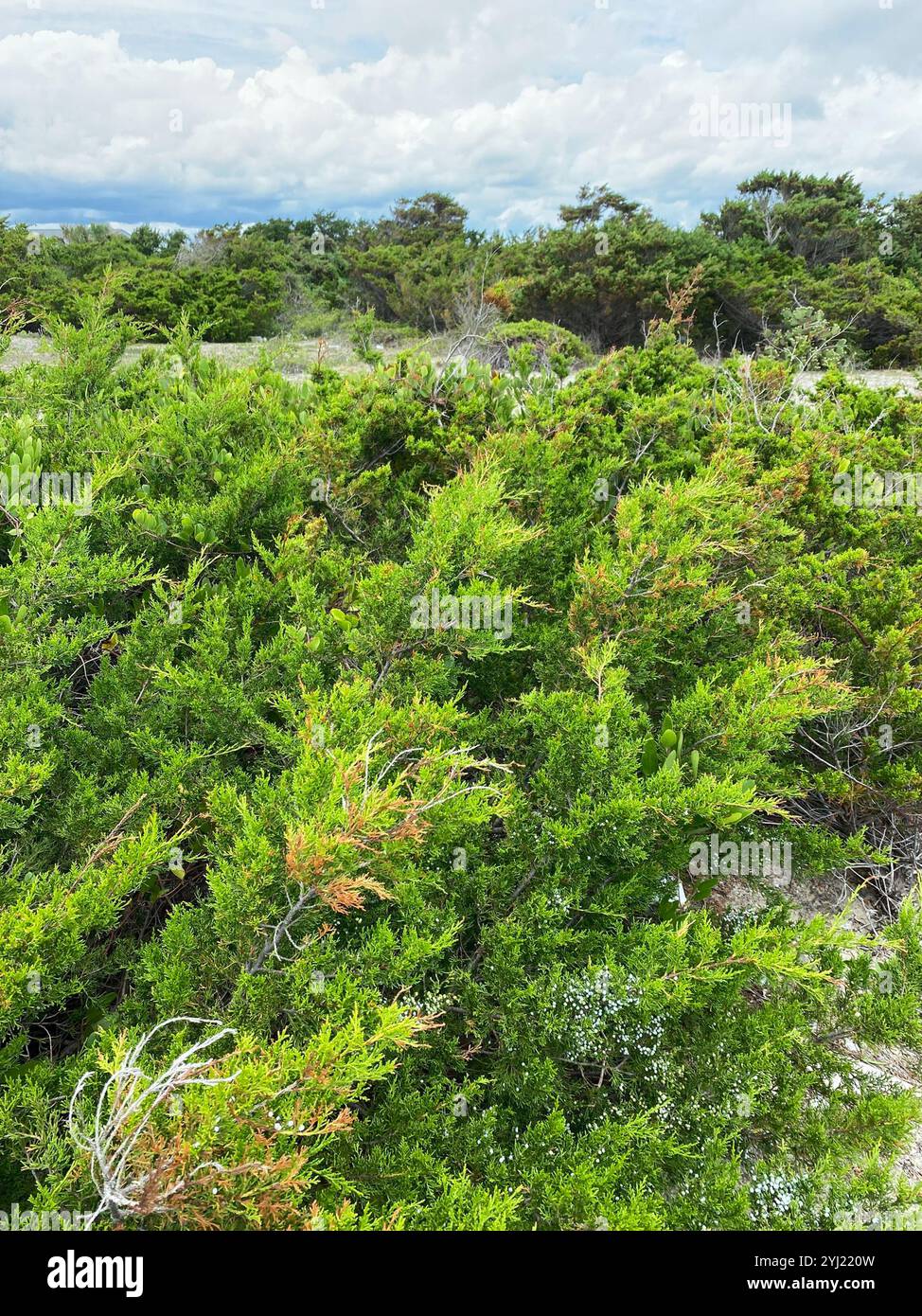 Southern Redcedar (Juniperus virginiana silicicola Stock Photo - Alamy