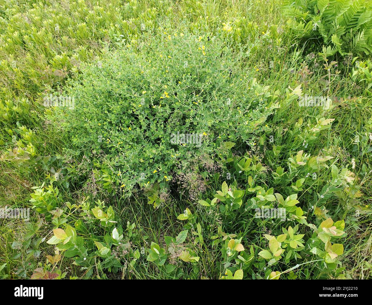 eastern wild indigo (Baptisia tinctoria Stock Photo - Alamy