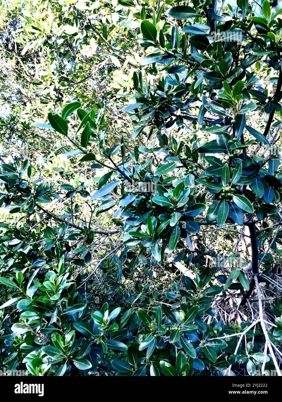 white milkwood (Sideroxylon inerme Stock Photo - Alamy