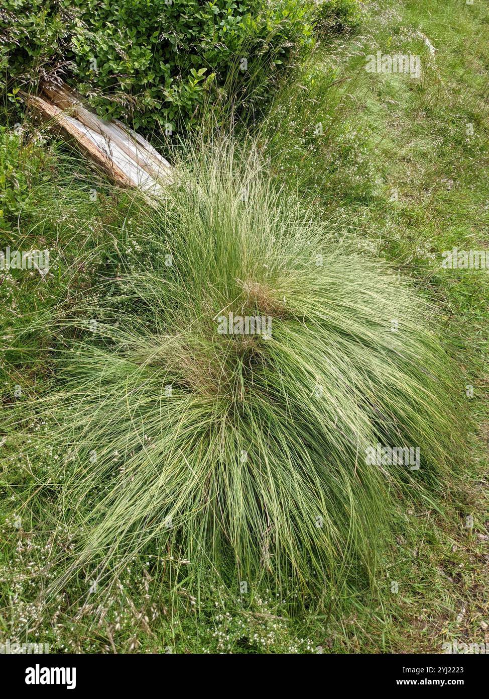 Nardus stricta hi-res stock photography and images - Alamy