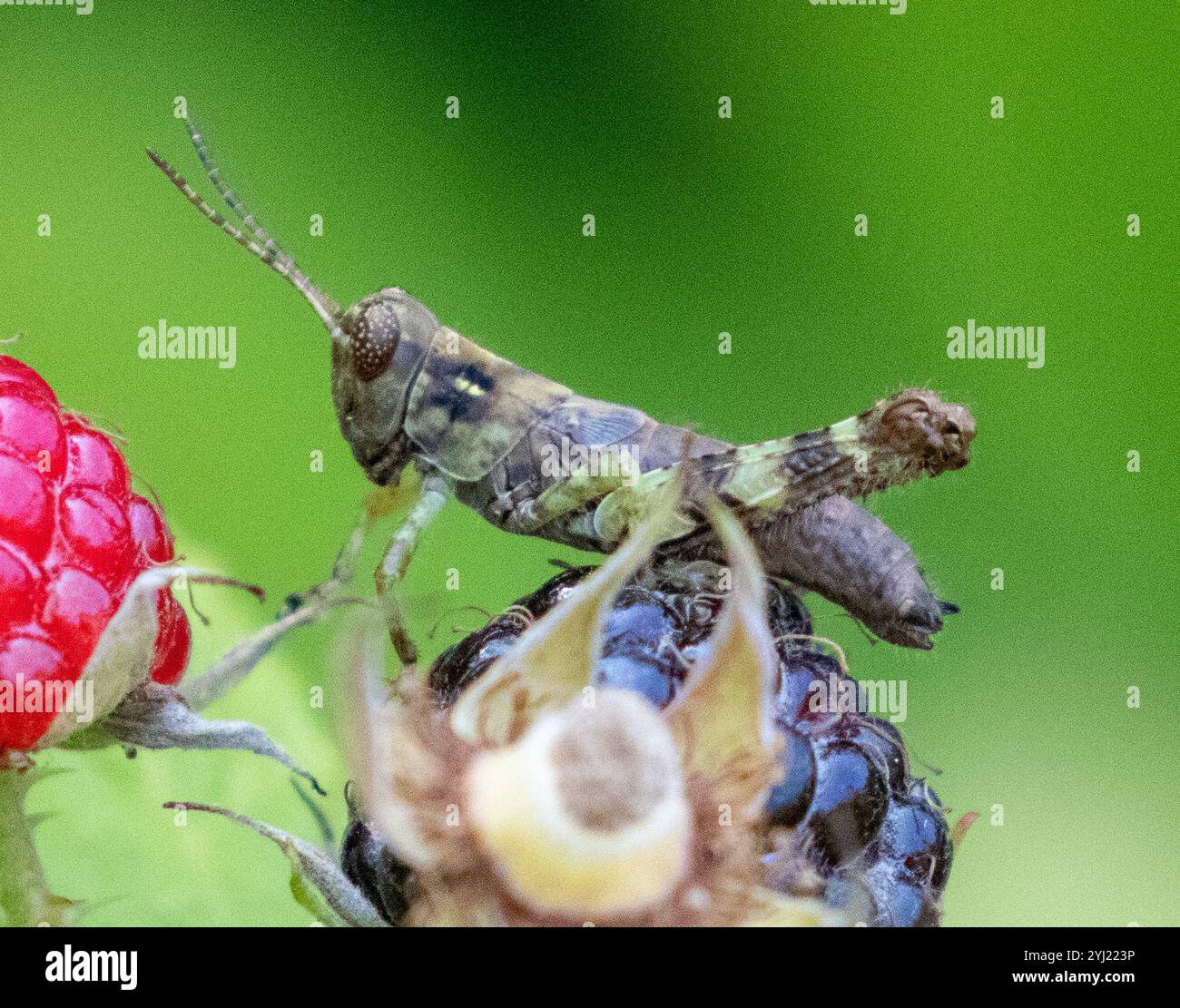 Pine tree Spur-throat Grasshopper (Melanoplus punctulatus Stock Photo ...