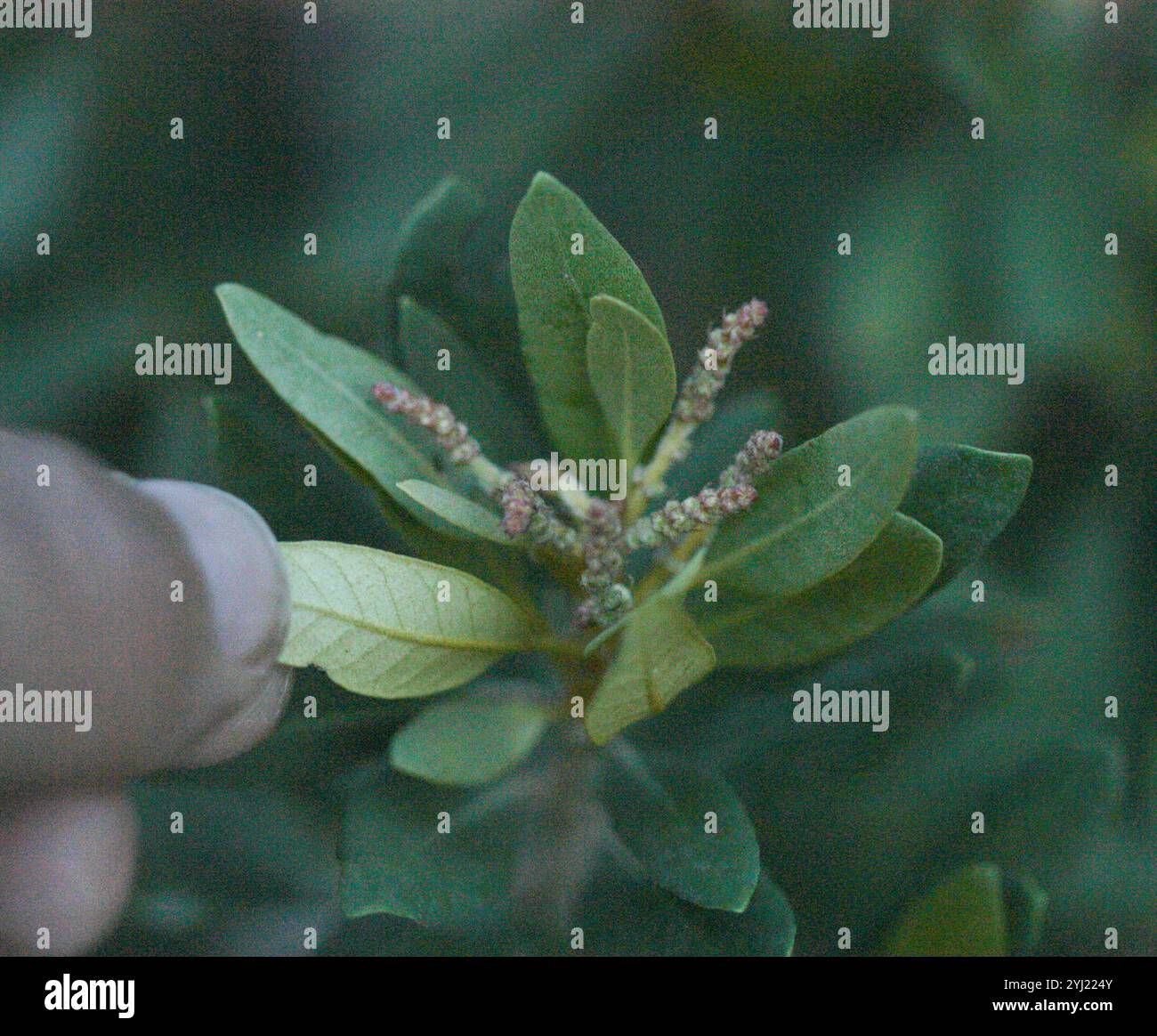 bush chinquapin (Chrysolepis sempervirens Stock Photo - Alamy
