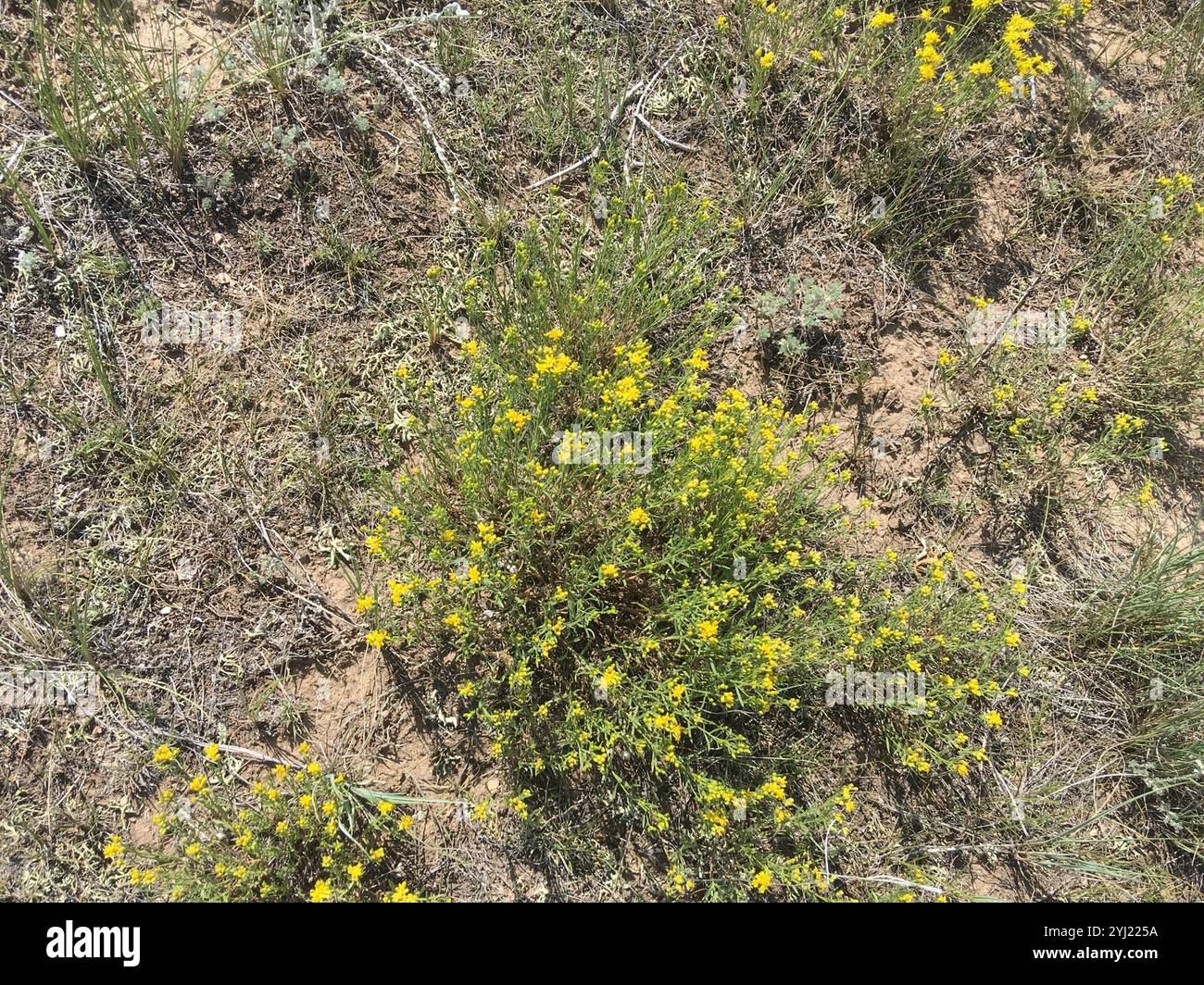 Gutierrezia sarothrae broom hi-res stock photography and images - Alamy