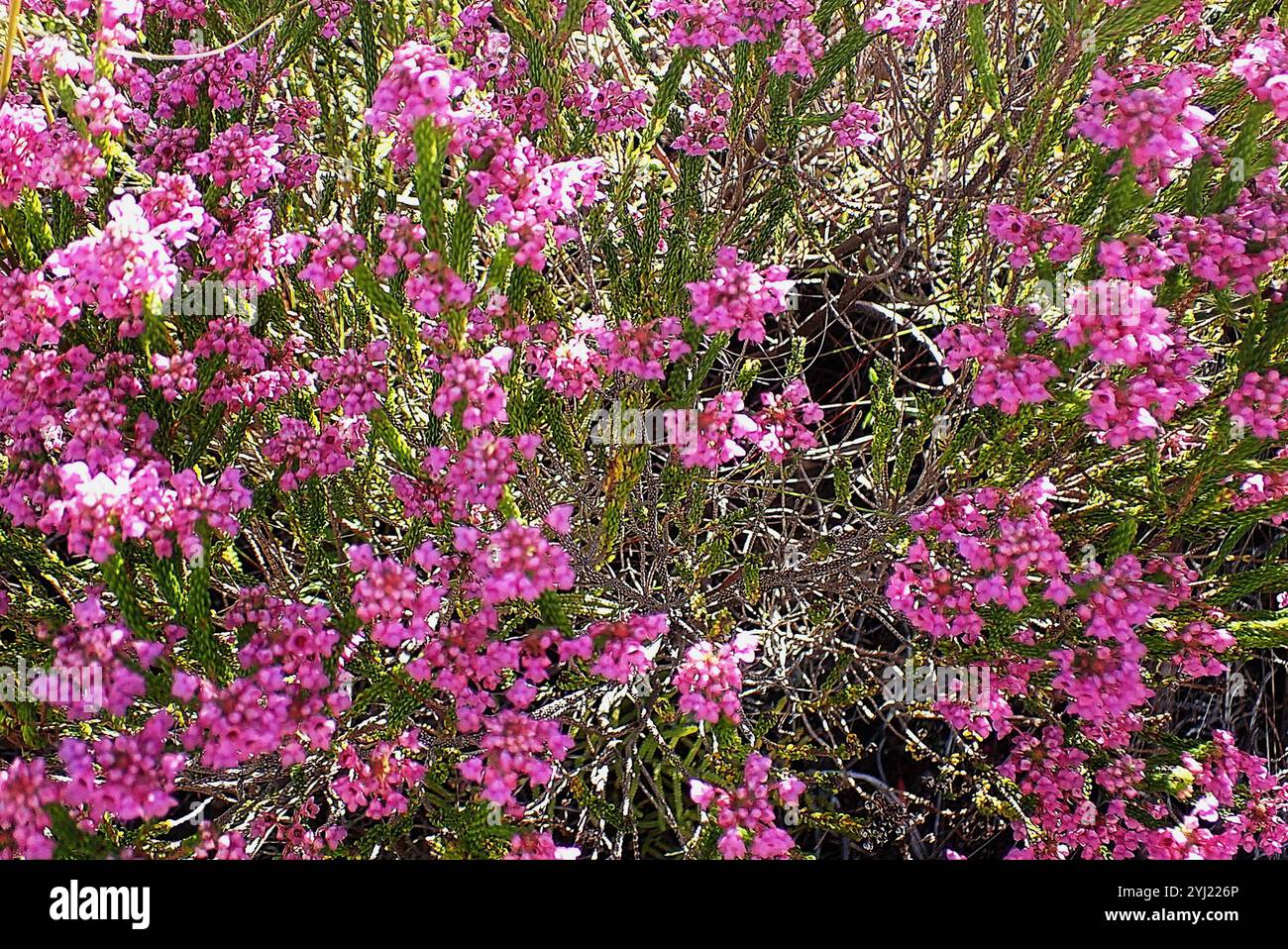 Graffiti Heath (Erica seriphiifolia Stock Photo - Alamy