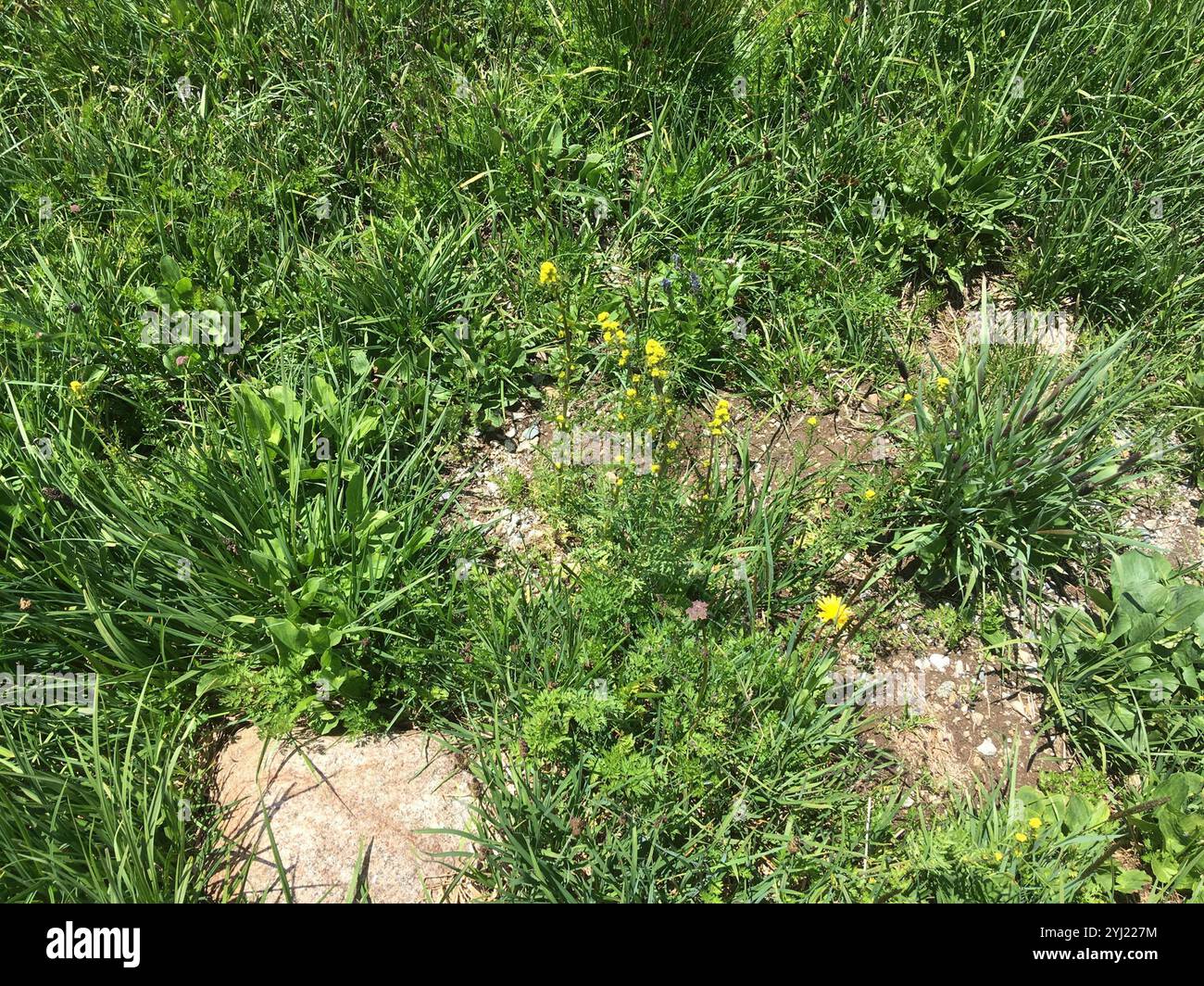 Western Tansymustard (Descurainia pinnata Stock Photo - Alamy