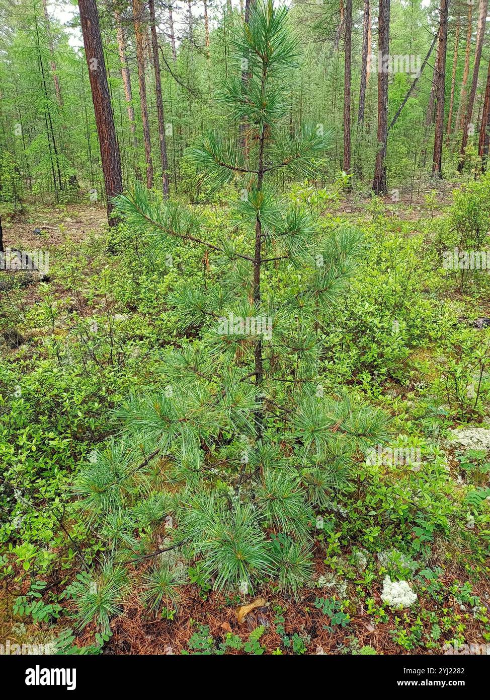 Siberian pine (Pinus sibirica Stock Photo - Alamy