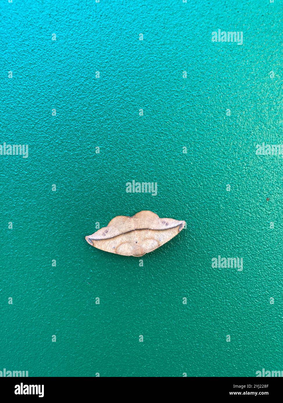 Juniper Geometer Moth (Patalene olyzonaria Stock Photo - Alamy