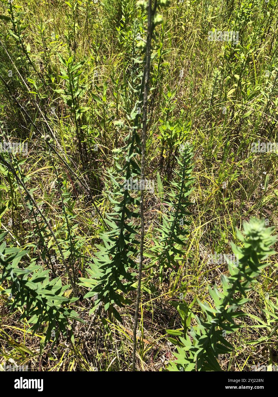 Appalachian blazing star hi-res stock photography and images - Alamy