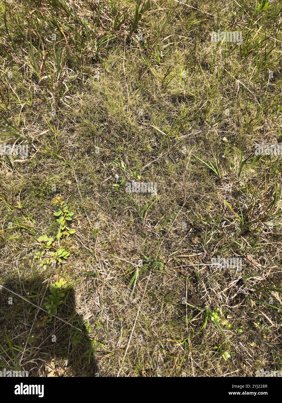 slender spike rush (Eleocharis tenuis verrucosa Stock Photo - Alamy