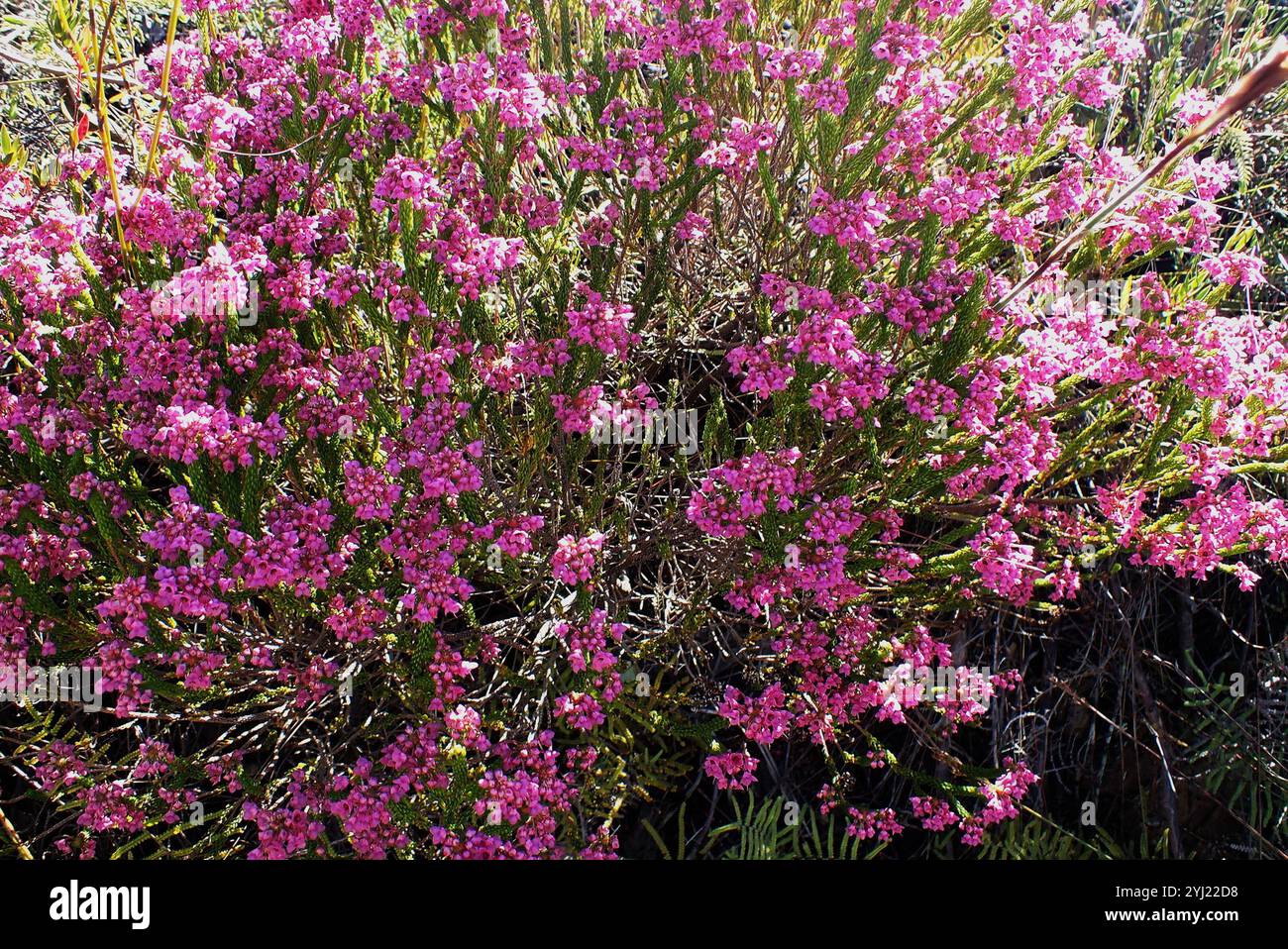 Graffiti Heath (Erica seriphiifolia Stock Photo - Alamy