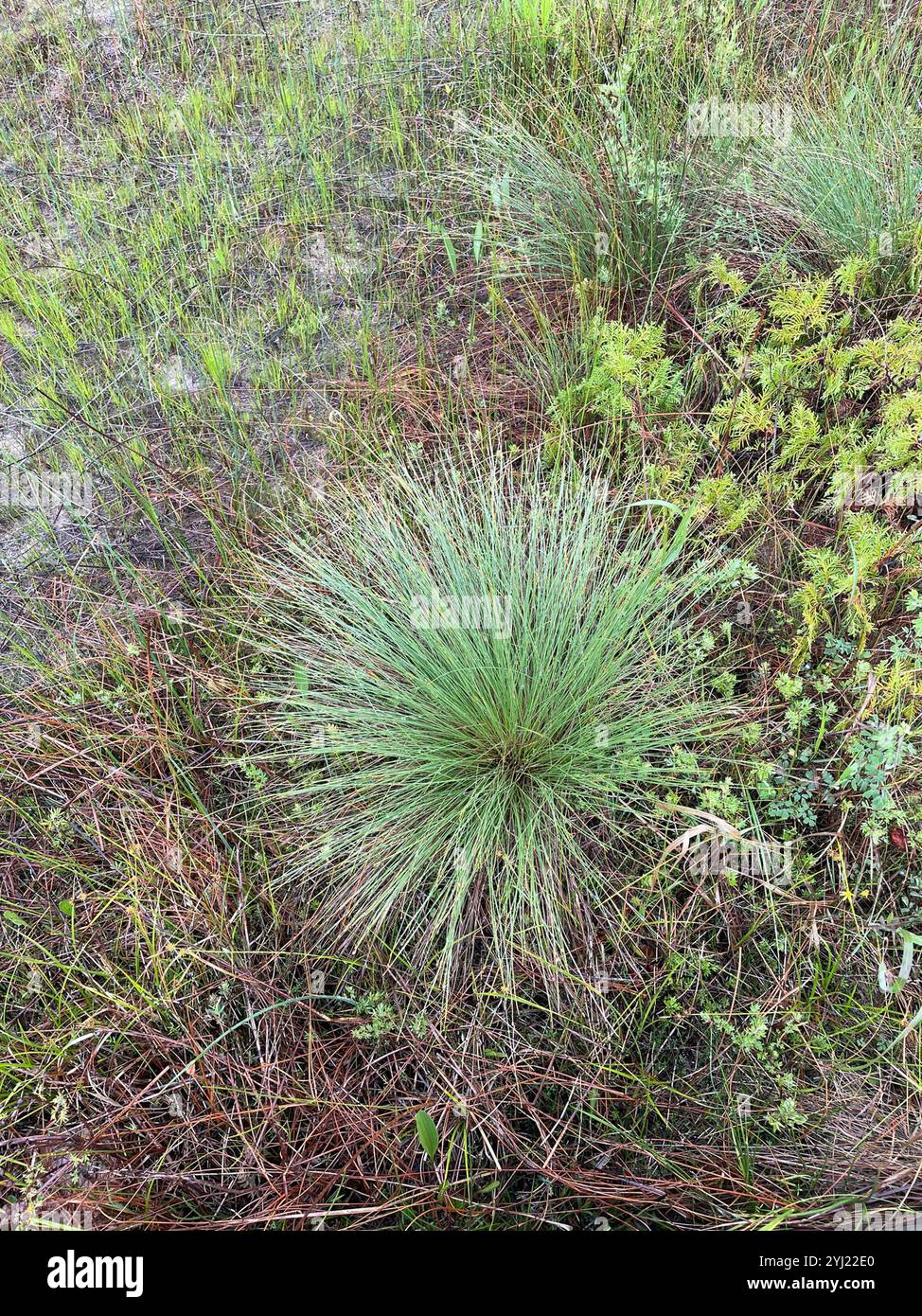Trichophorum cespitosum hi-res stock photography and images - Alamy