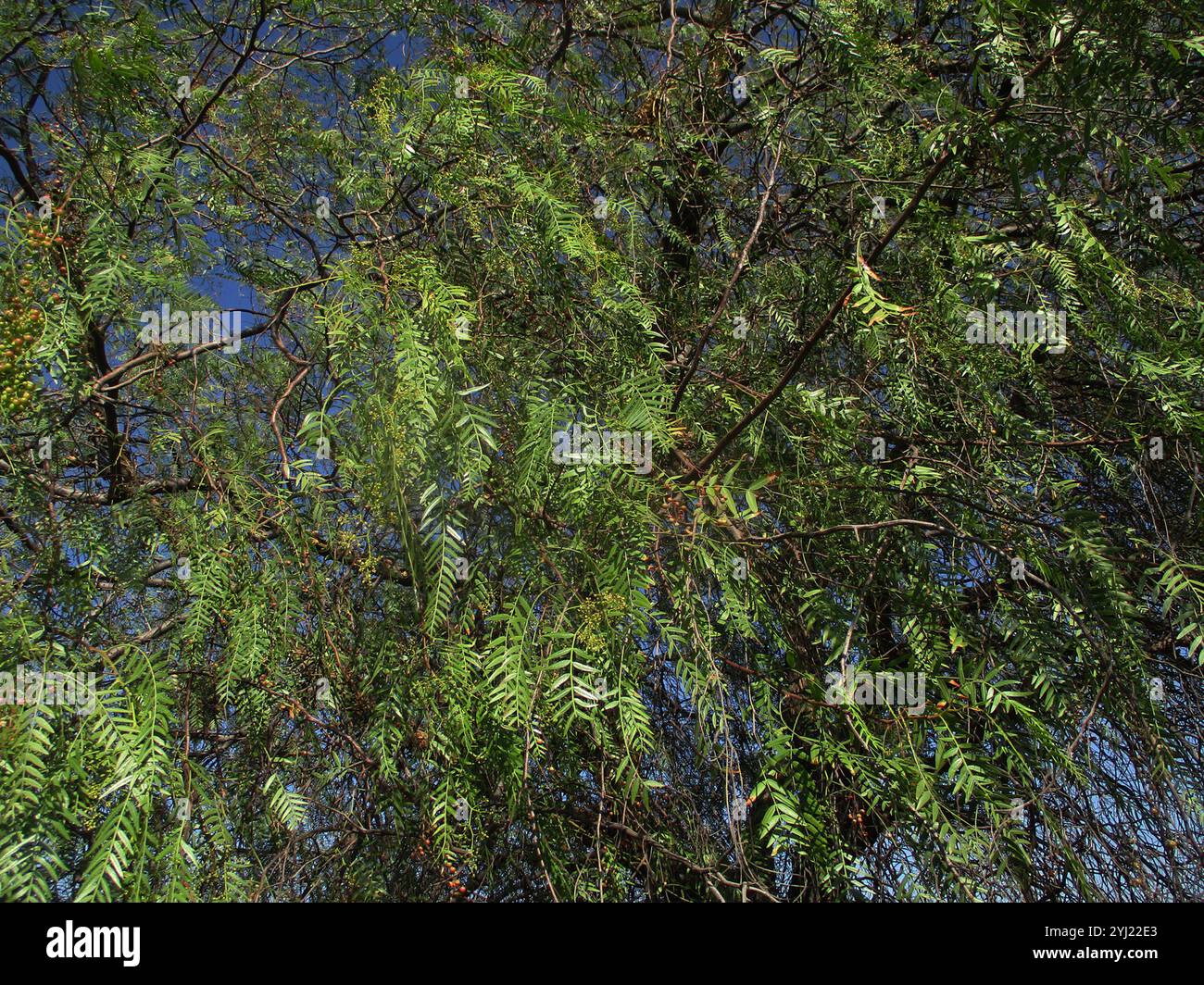 Peruvian Pepper Tree (Schinus molle Stock Photo - Alamy