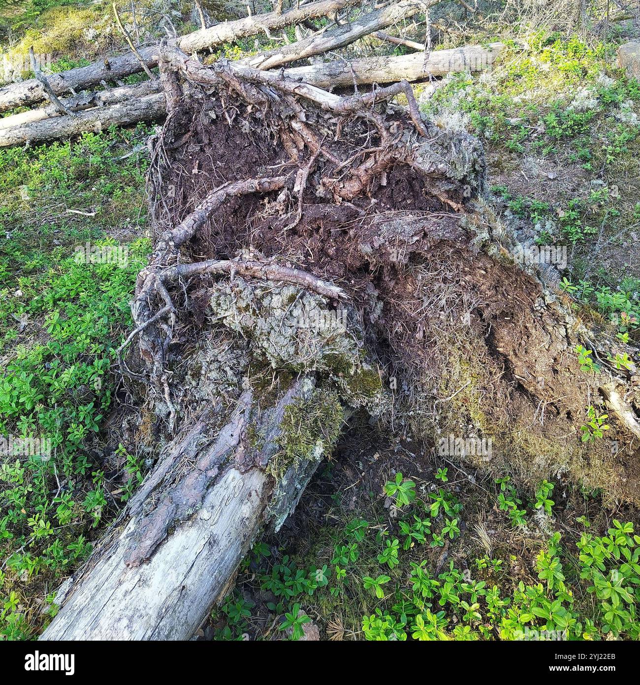 Granular Mottled-disk Lichen (Trapeliopsis granulosa Stock Photo - Alamy