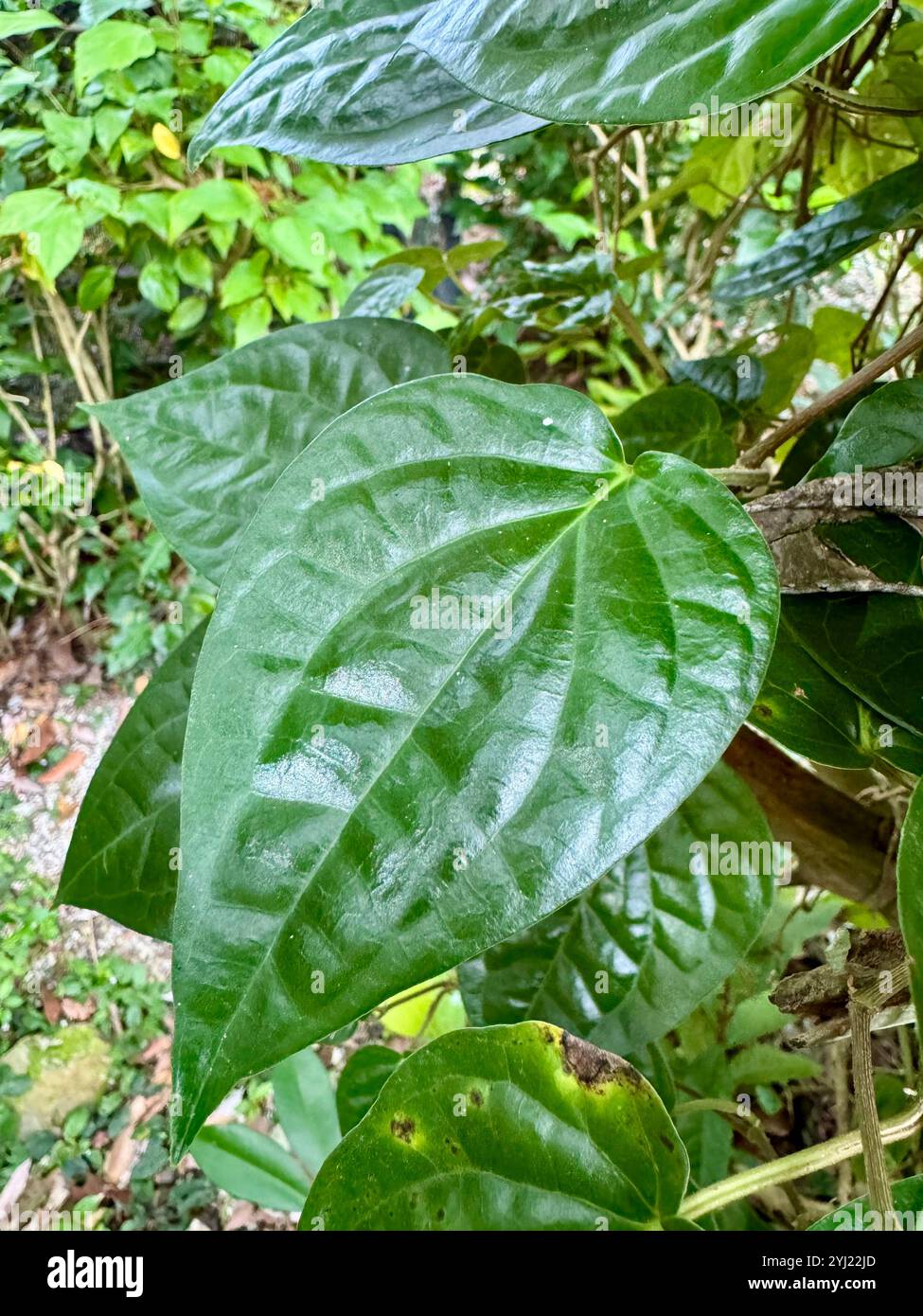 Piper betel leaf hi-res stock photography and images - Alamy