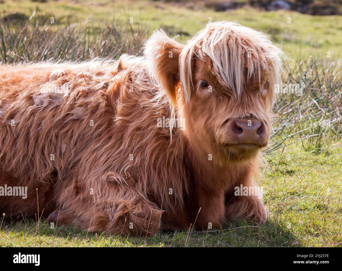 Highland Cow [ Bos taurus taurus ] Hornless varient known as a Tufty ...