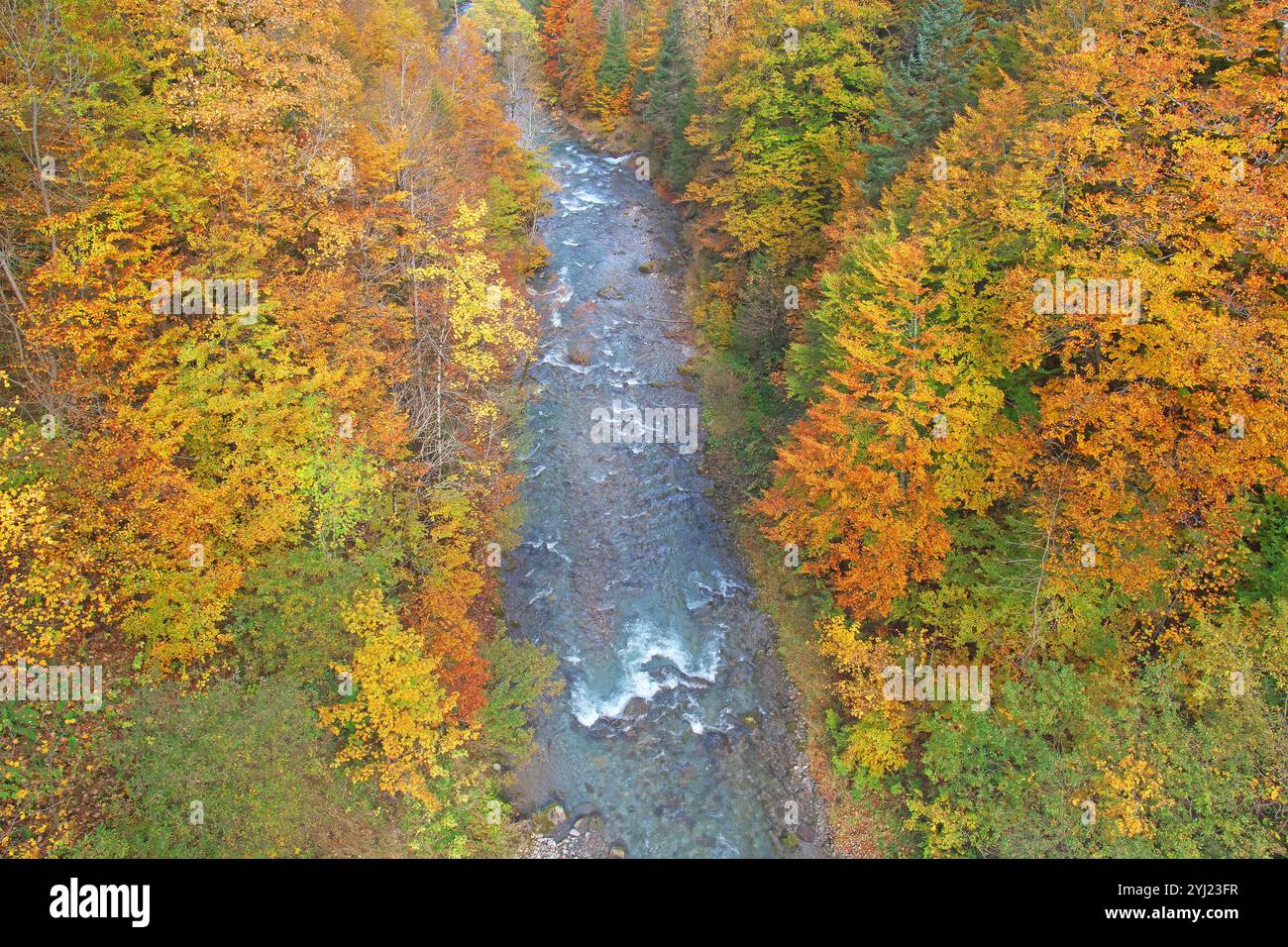 Deciduous forest in autumn colours along the river Breitach. Alps ...