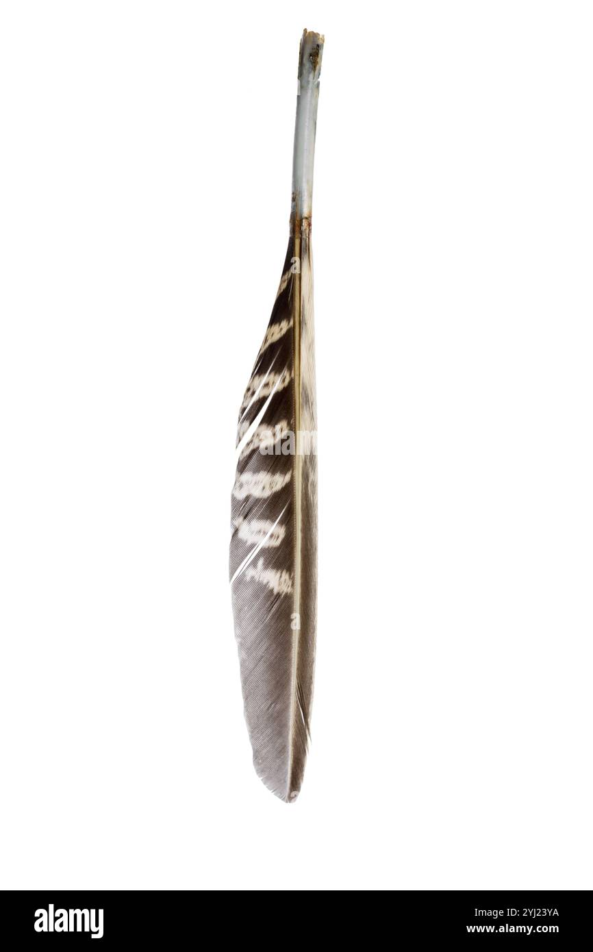 bird feather isolated on white background Stock Photo - Alamy