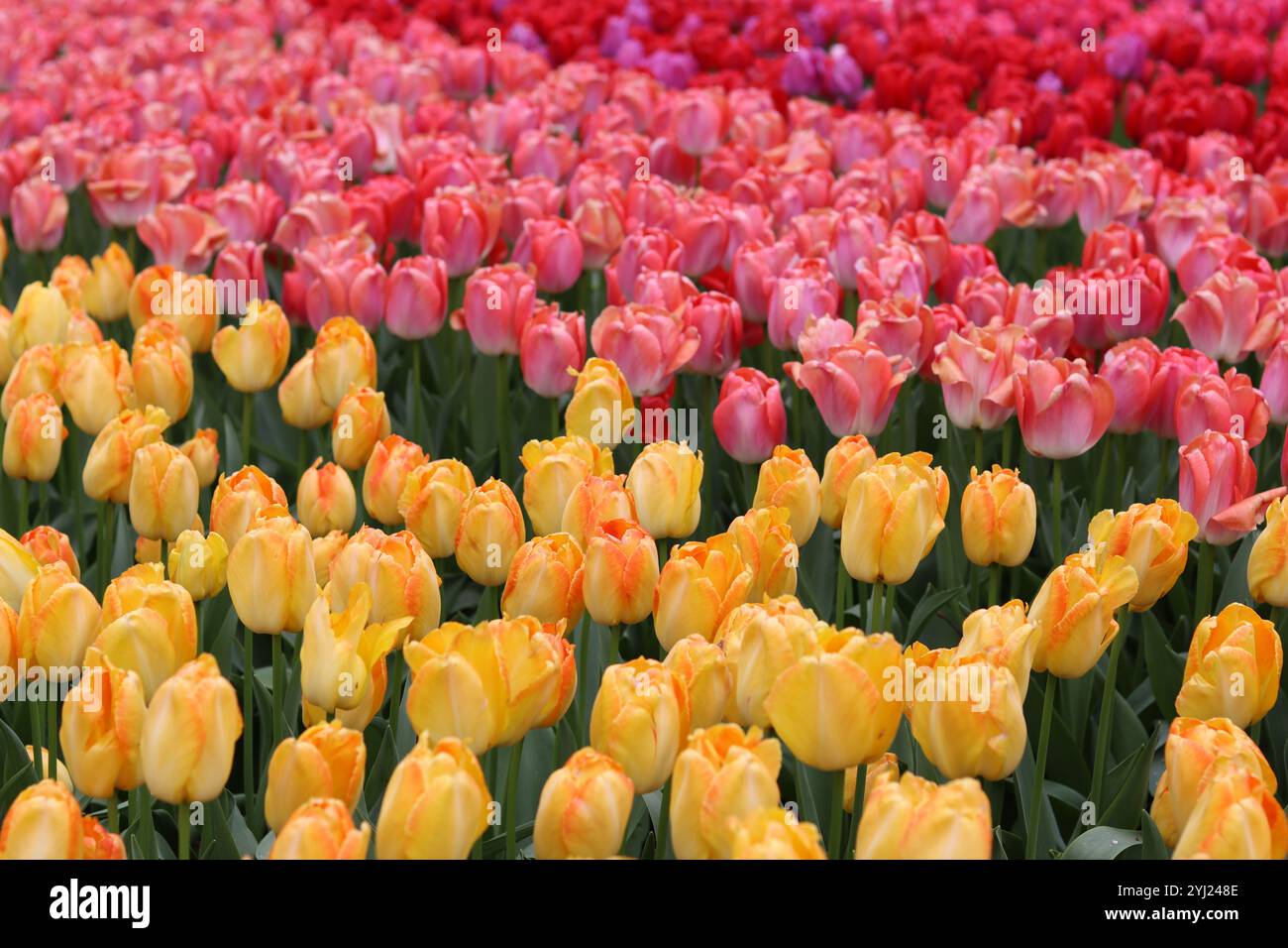 Garden red yellow pink hi-res stock photography and images - Alamy