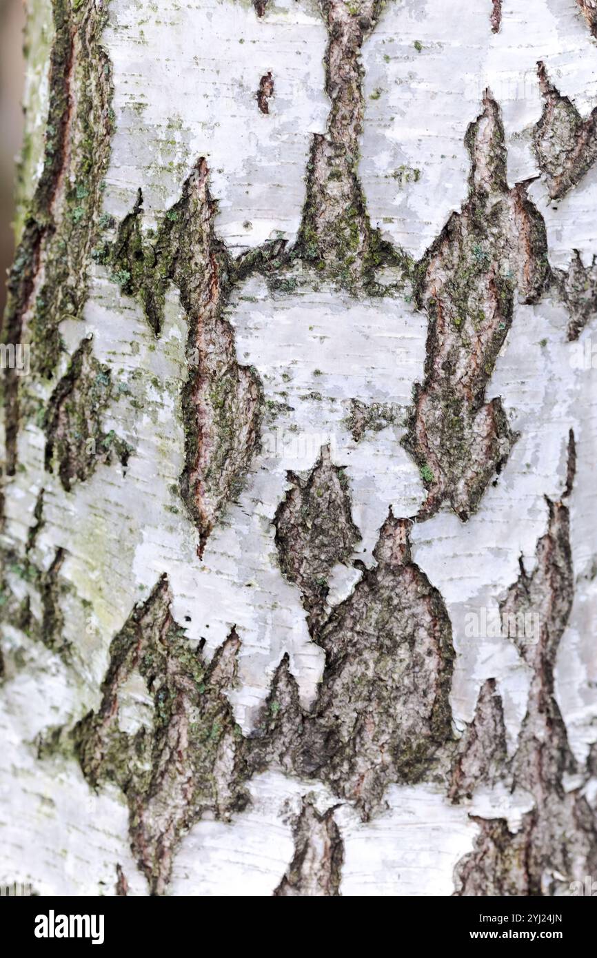 The bark of a tree is covered in small bumps and ridges. The bark is ...