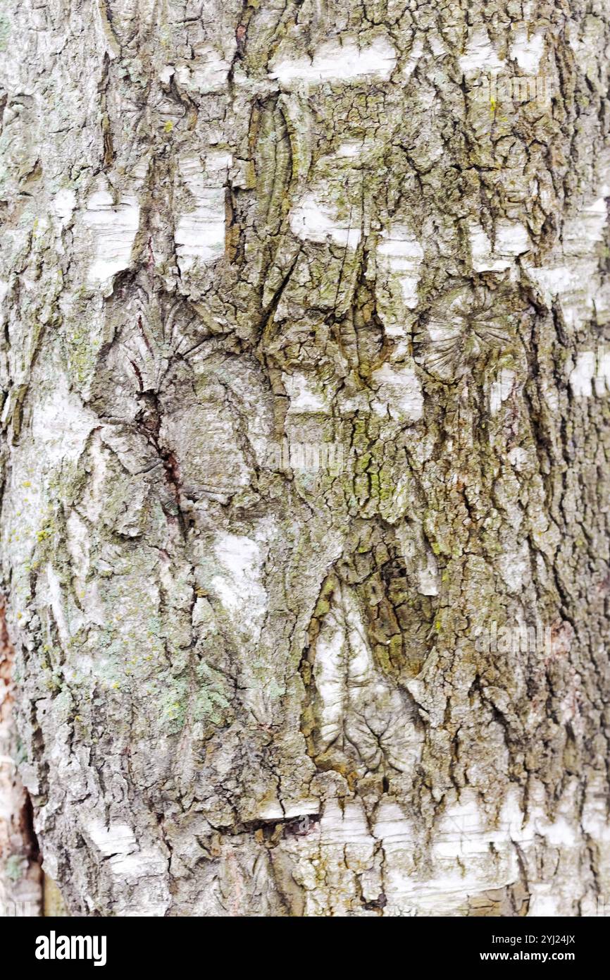 Tree trunk with a lot of bark and a few holes. The bark is brown and ...