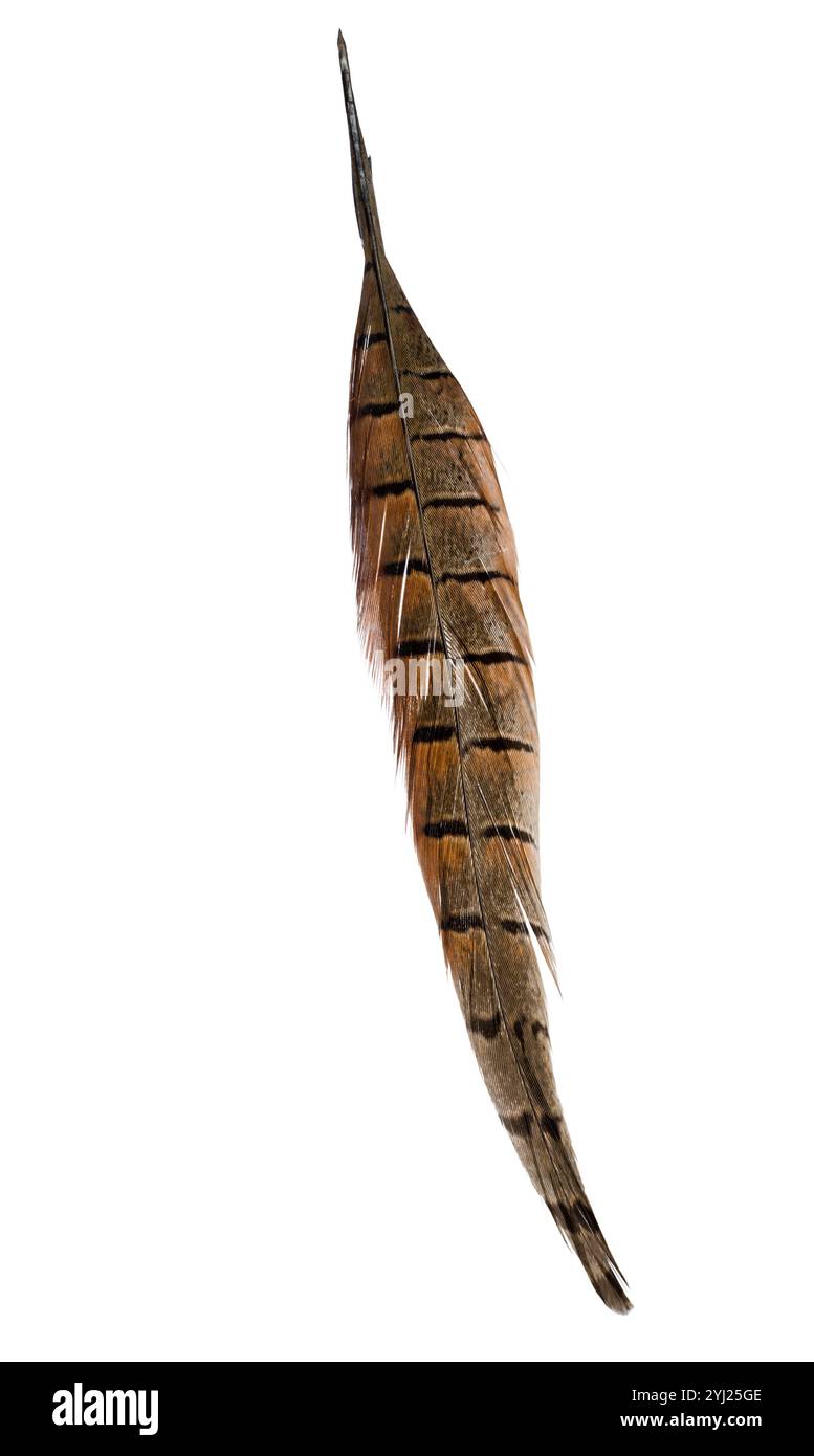 bird feather isolated on white background Stock Photo - Alamy