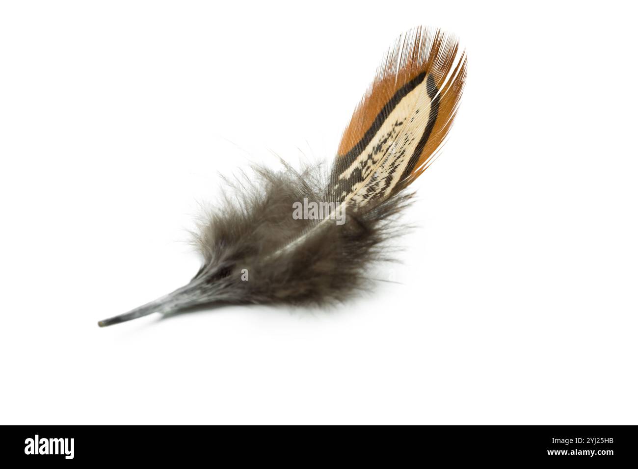 bird feather isolated on white background Stock Photo - Alamy