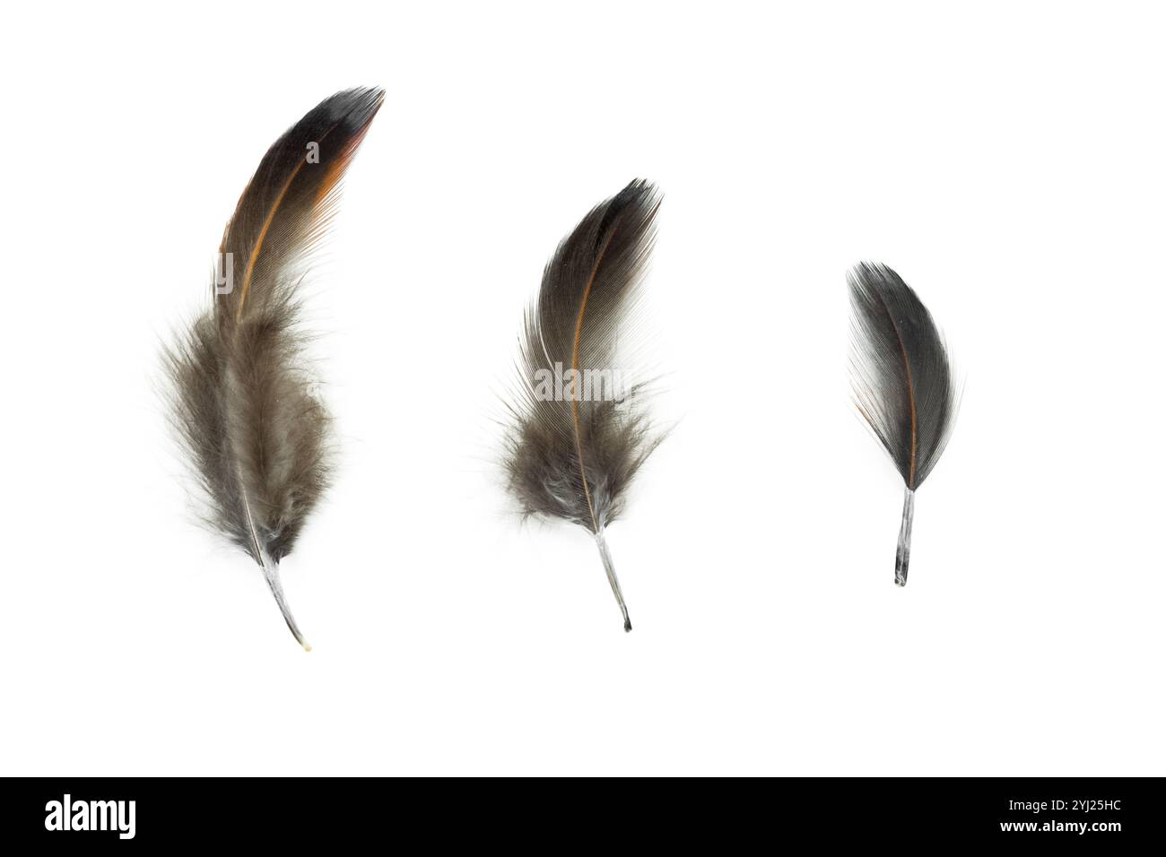 bird feather isolated on white background Stock Photo - Alamy