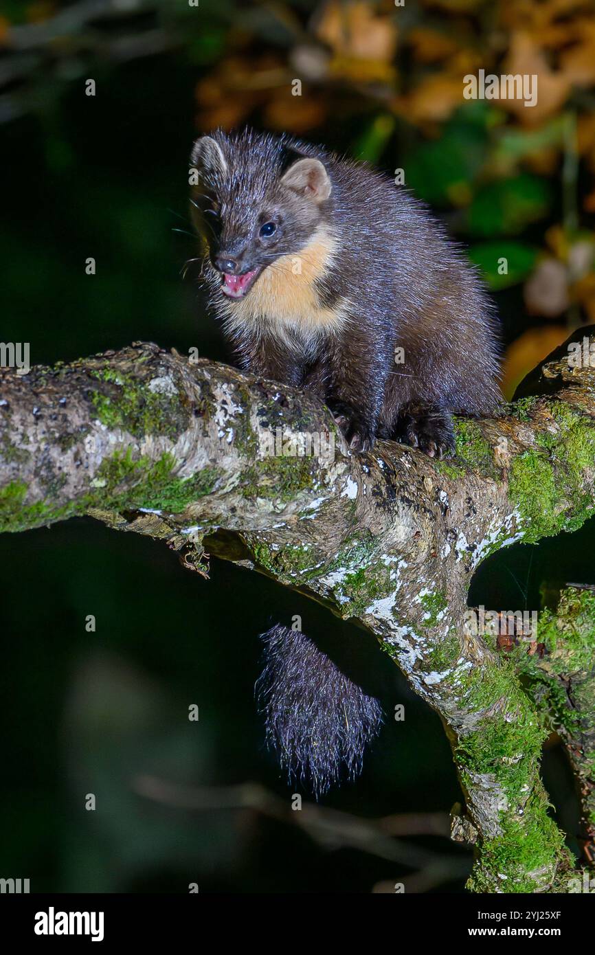 Dyfi forest wales hi-res stock photography and images - Alamy