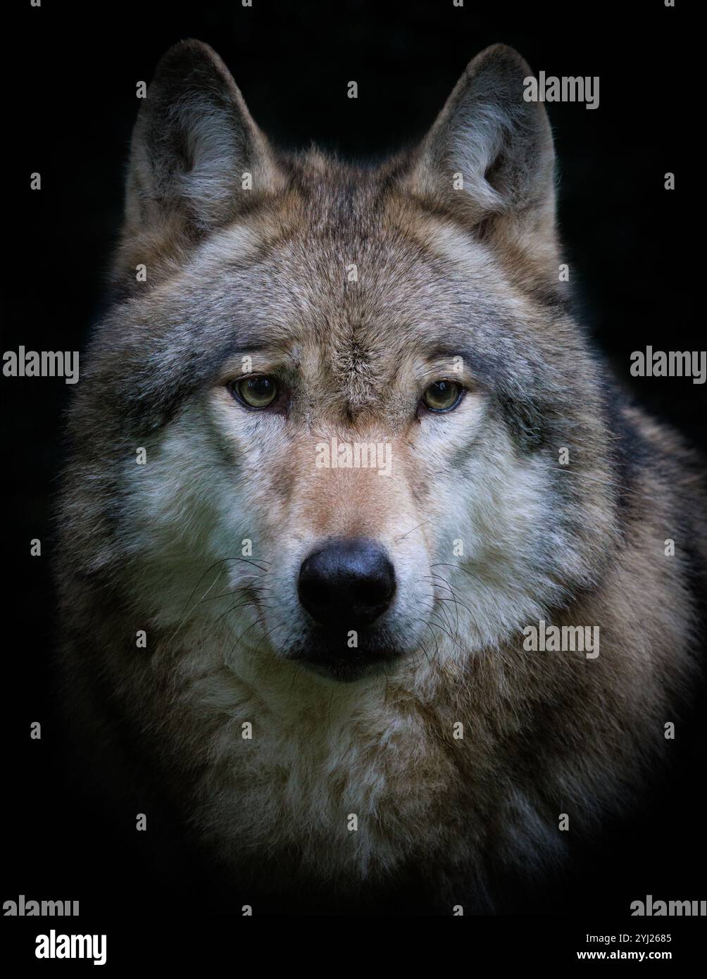 European Wolf [ Canis lupus lupis ] at Wildwood in Devon, UK Stock ...