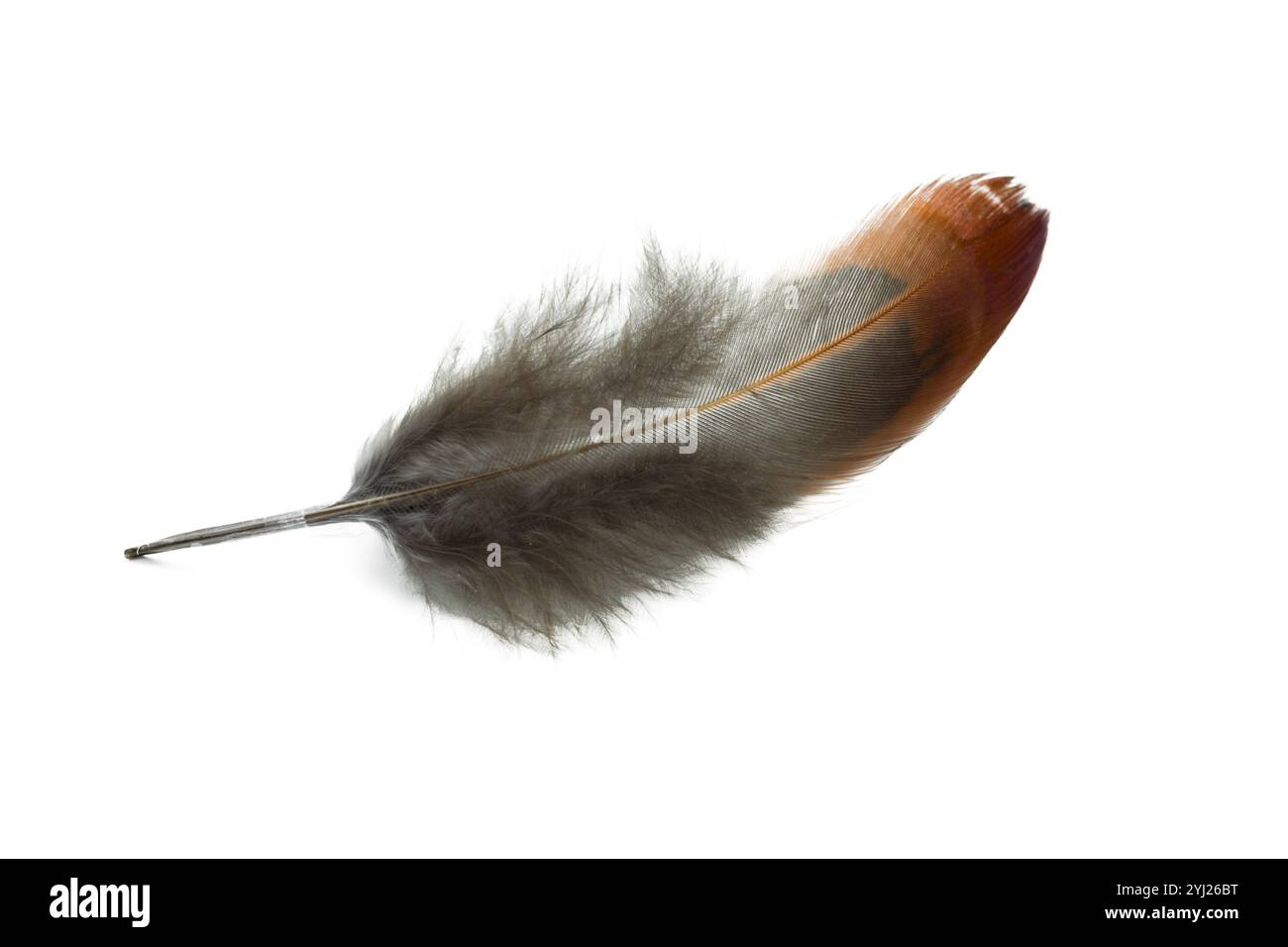 bird feather isolated on white background Stock Photo - Alamy