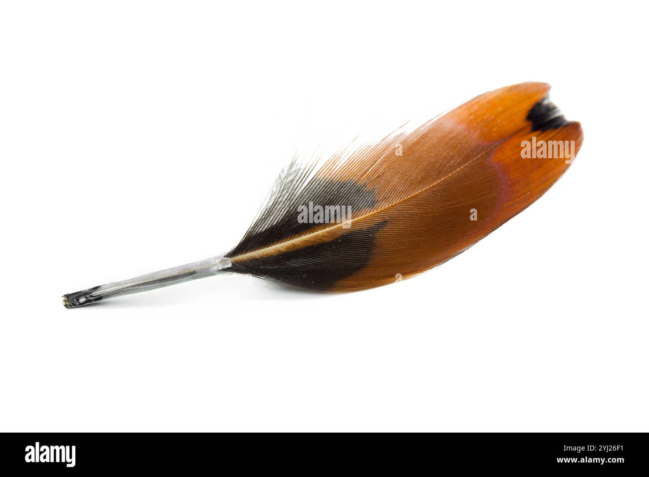 bird feather isolated on white background Stock Photo - Alamy
