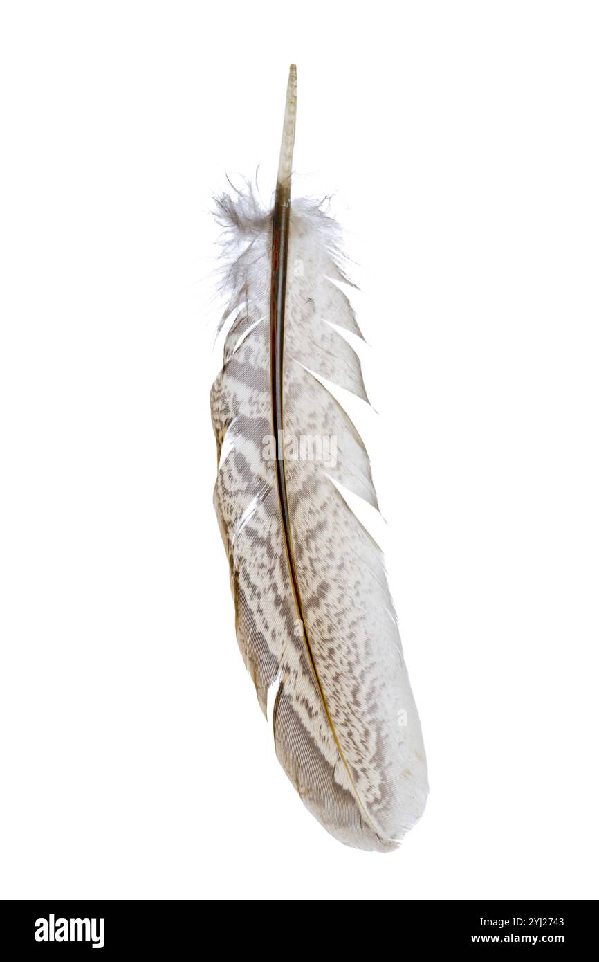 bird feather isolated on white background Stock Photo - Alamy