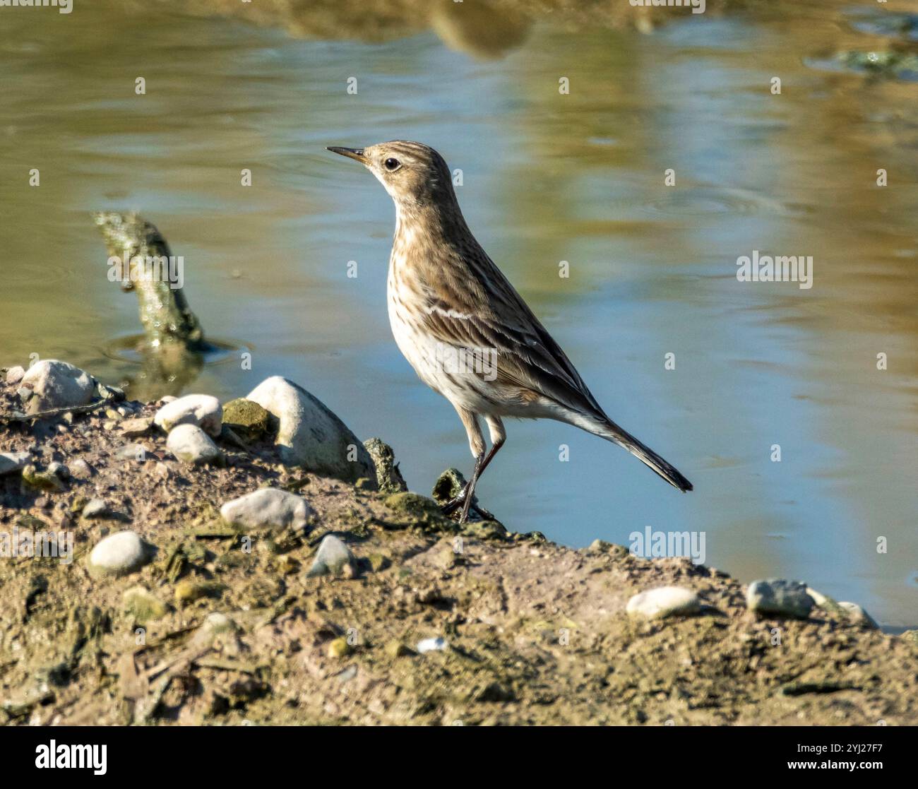 Water Pipit (Anthus spinoletta) Agia Varvara, Cyprus Stock Photo - Alamy