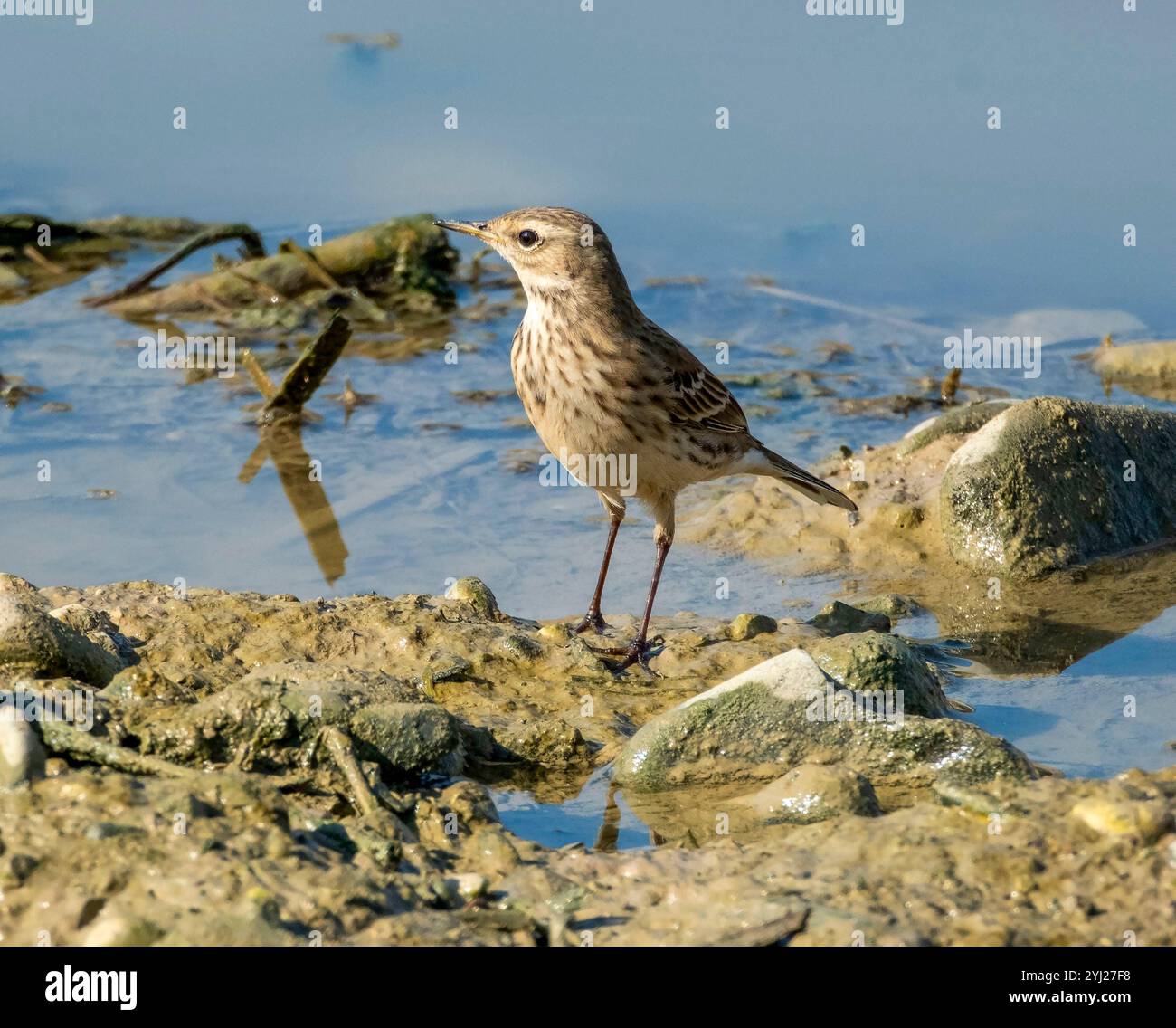 Water Pipit (Anthus spinoletta) Agia Varvara, Cyprus Stock Photo - Alamy