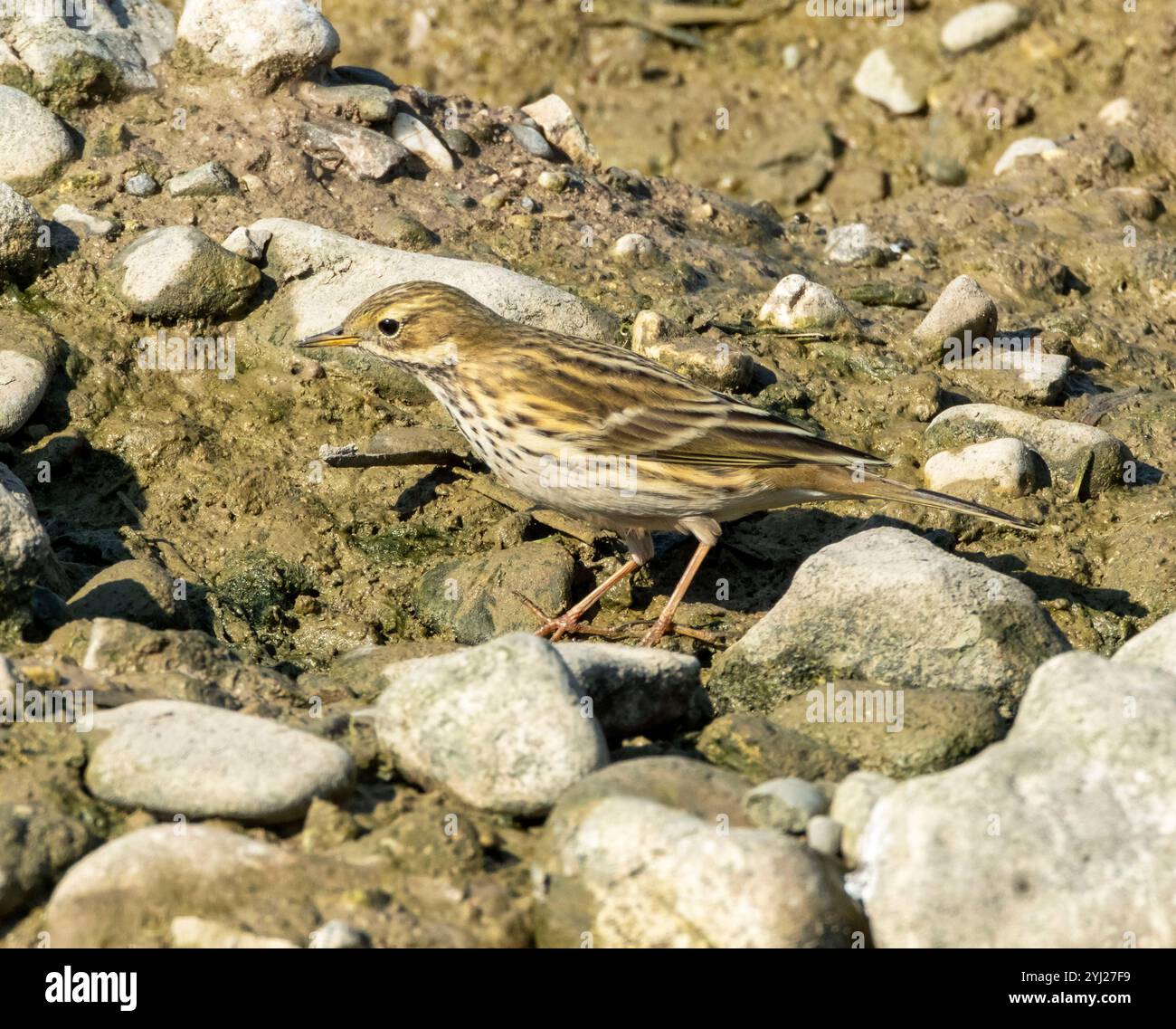 Water Pipit (Anthus spinoletta) Agia Varvara, Cyprus Stock Photo - Alamy