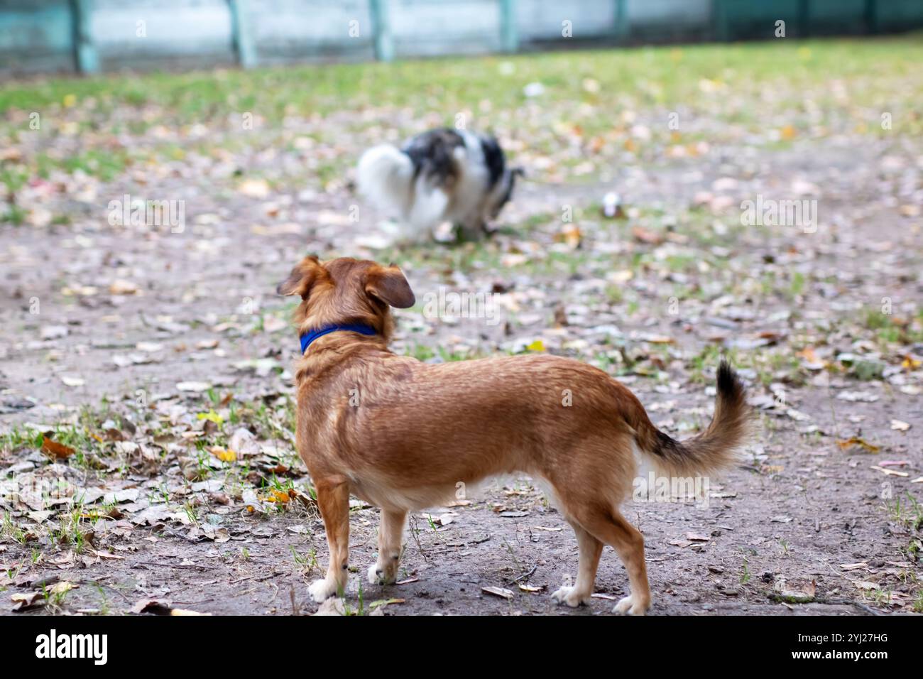 In a beautiful park, a playful dog and an adorable cat are having fun ...