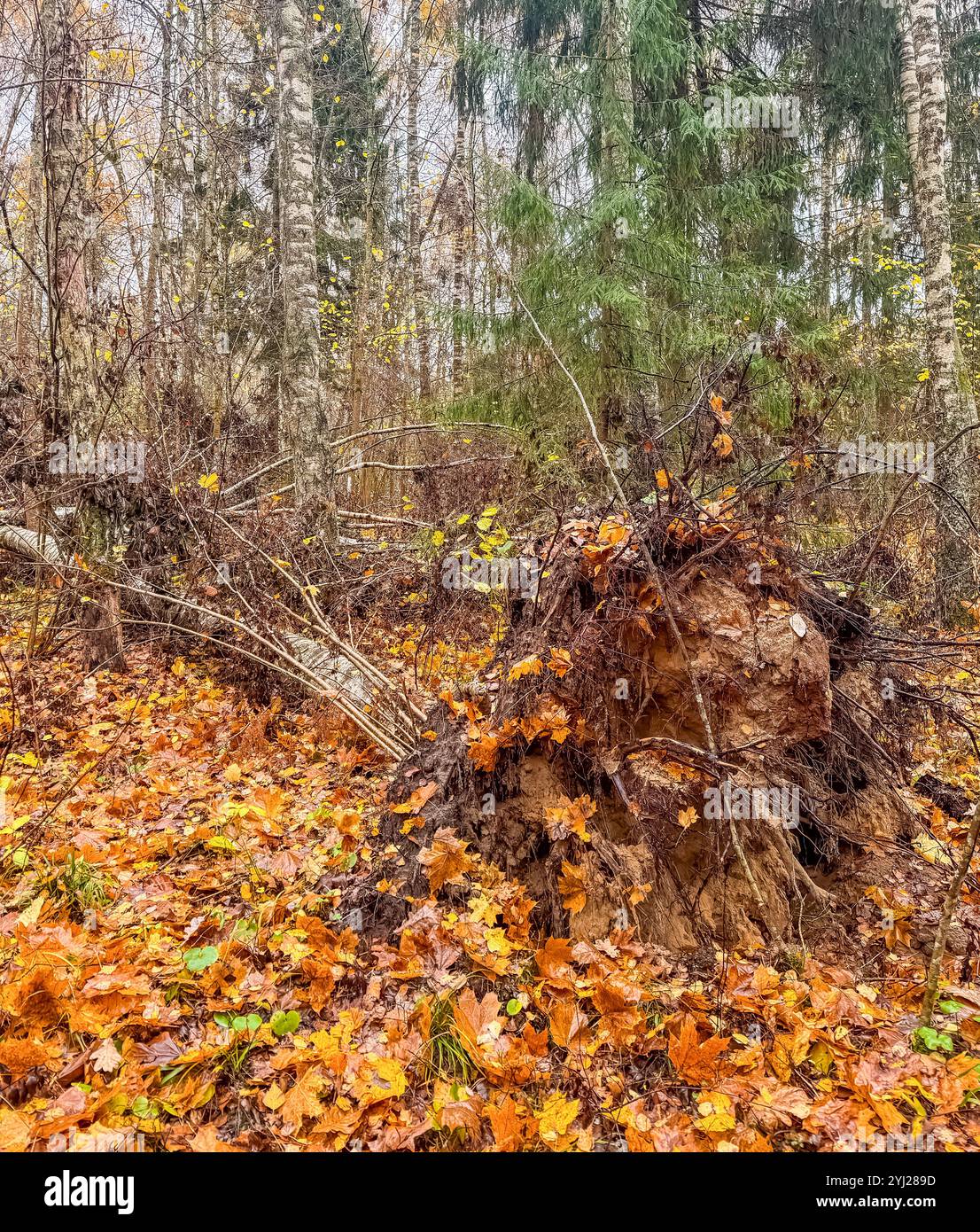 Rootssystem hi-res stock photography and images - Alamy