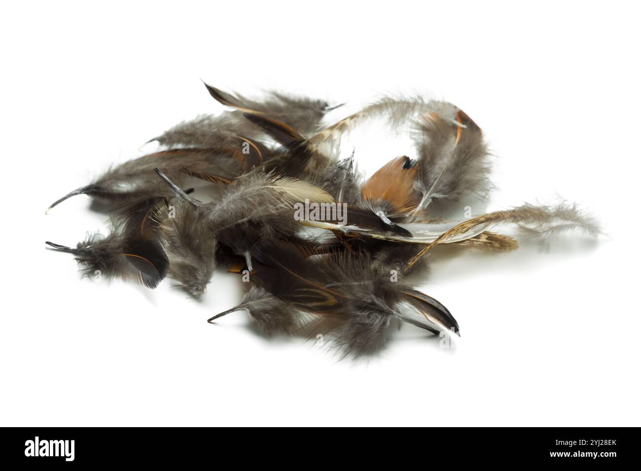 bird feather isolated on white background Stock Photo - Alamy