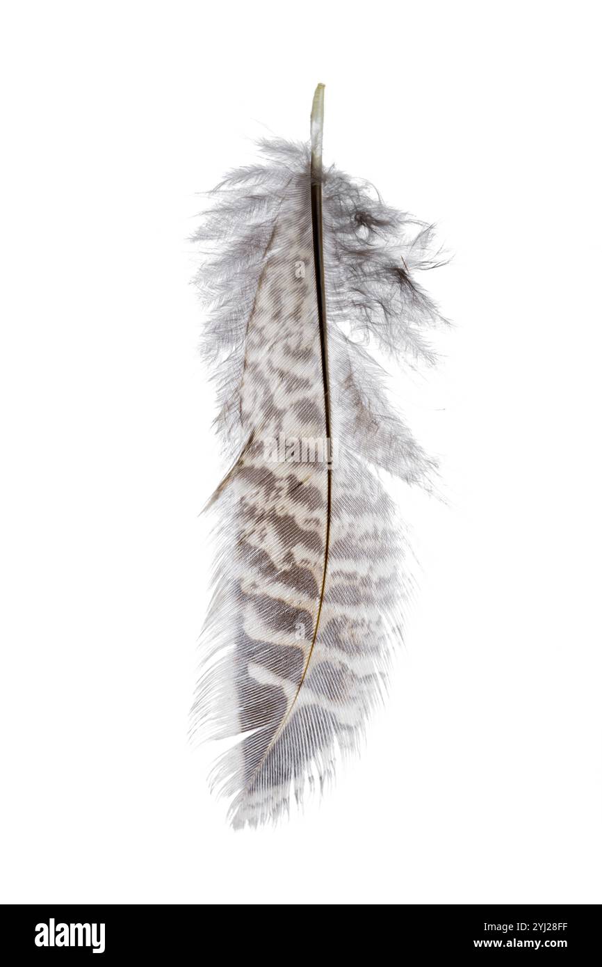 bird feather isolated on white background Stock Photo - Alamy