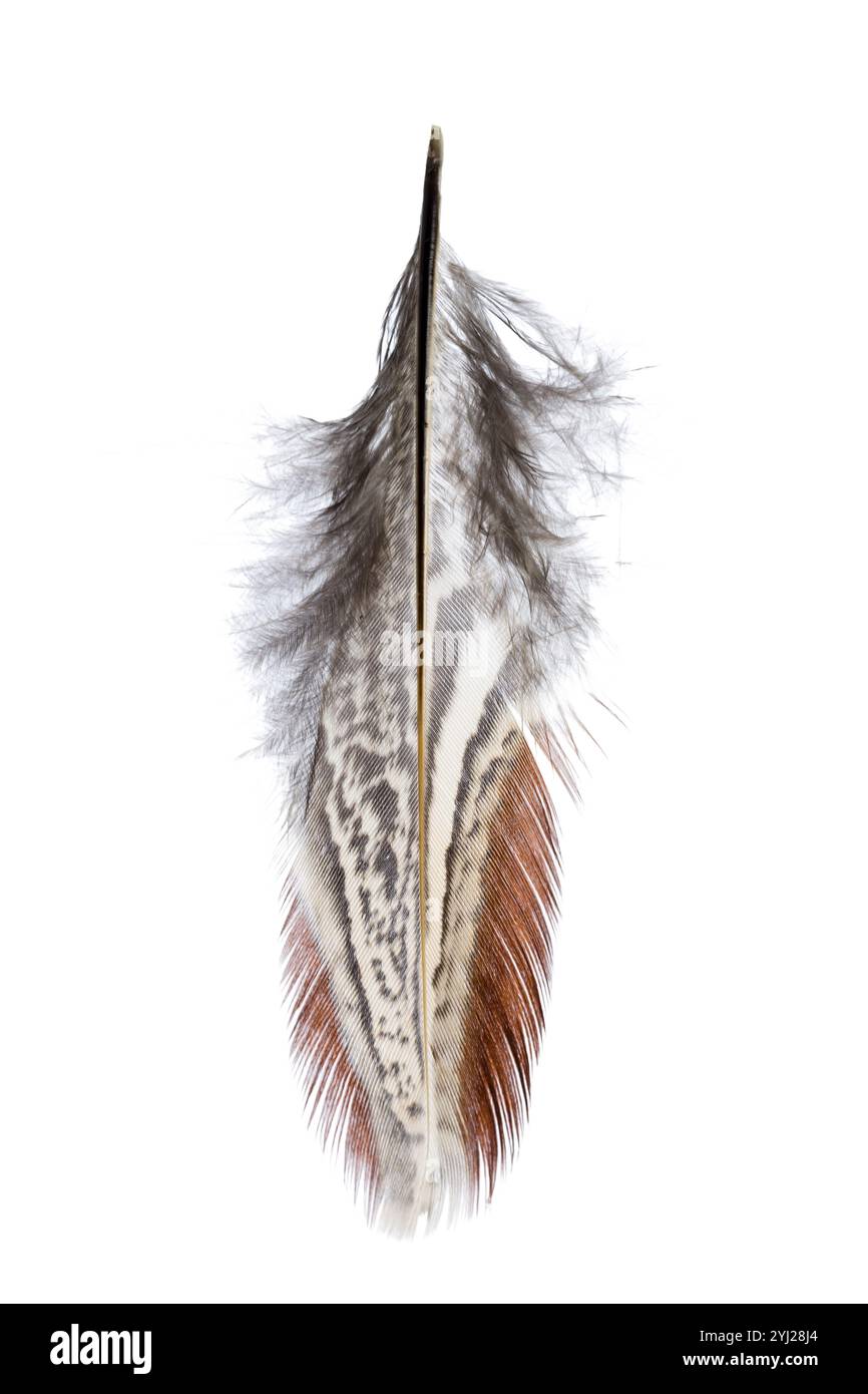 bird feather isolated on white background Stock Photo - Alamy