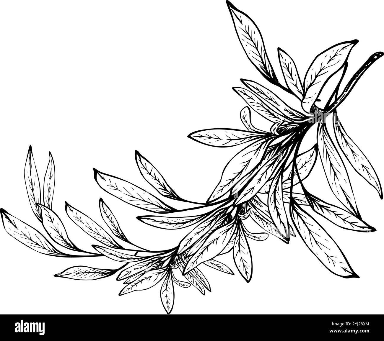 Olive tree branch, no fruit with leaves. Black and white graphic hand ...