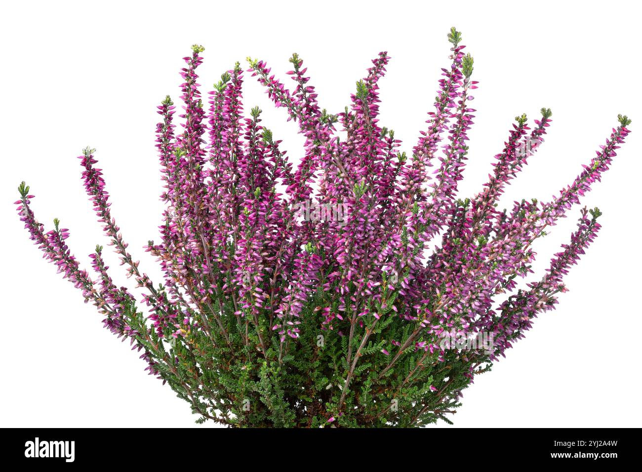 Purple flowering Erica plant close up on white background Stock Photo ...