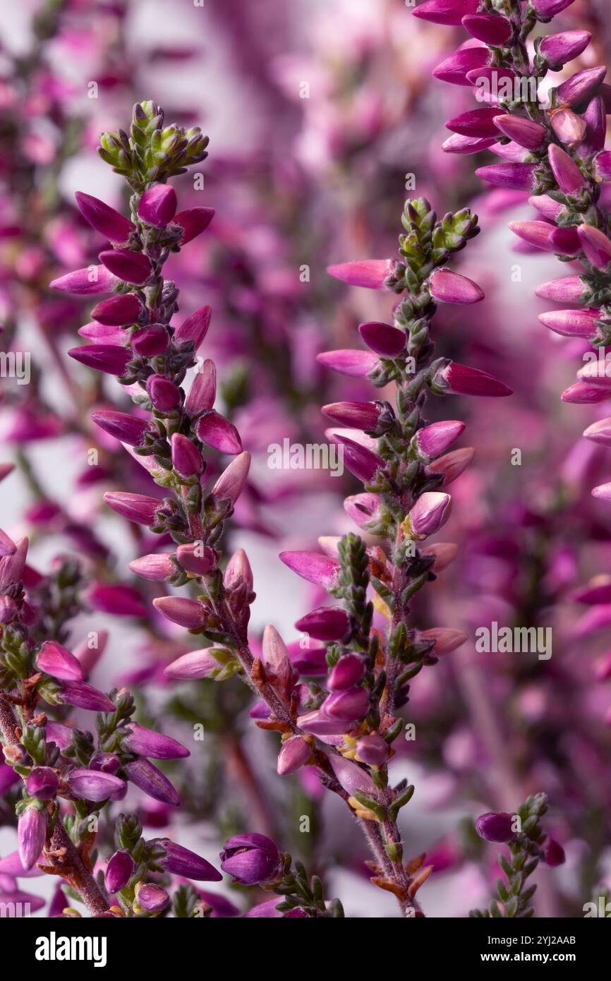Purple flowering Erica plant close up full frame as background Stock ...