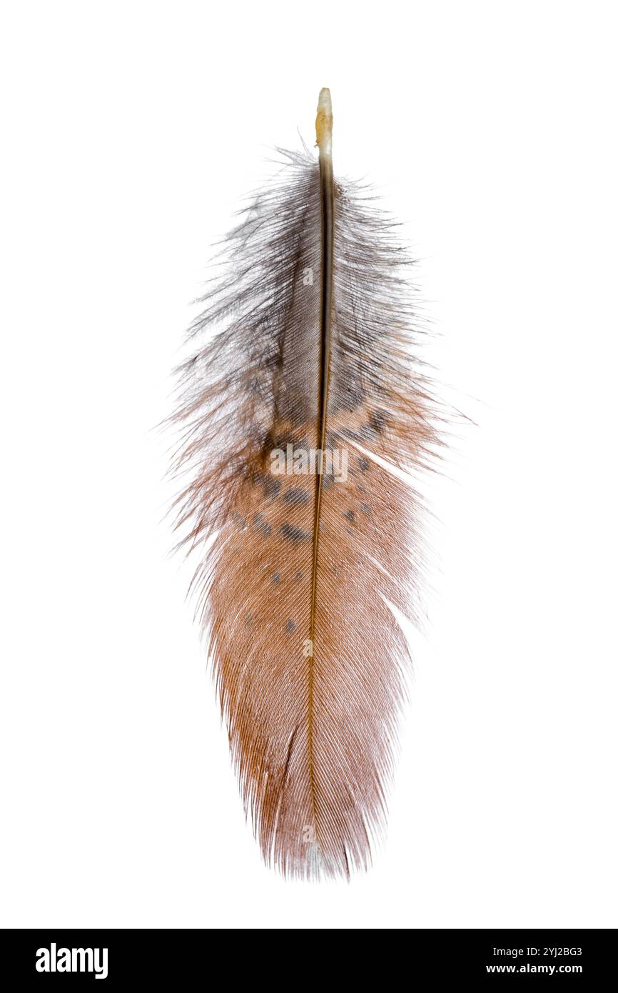 bird feather isolated on white background Stock Photo - Alamy